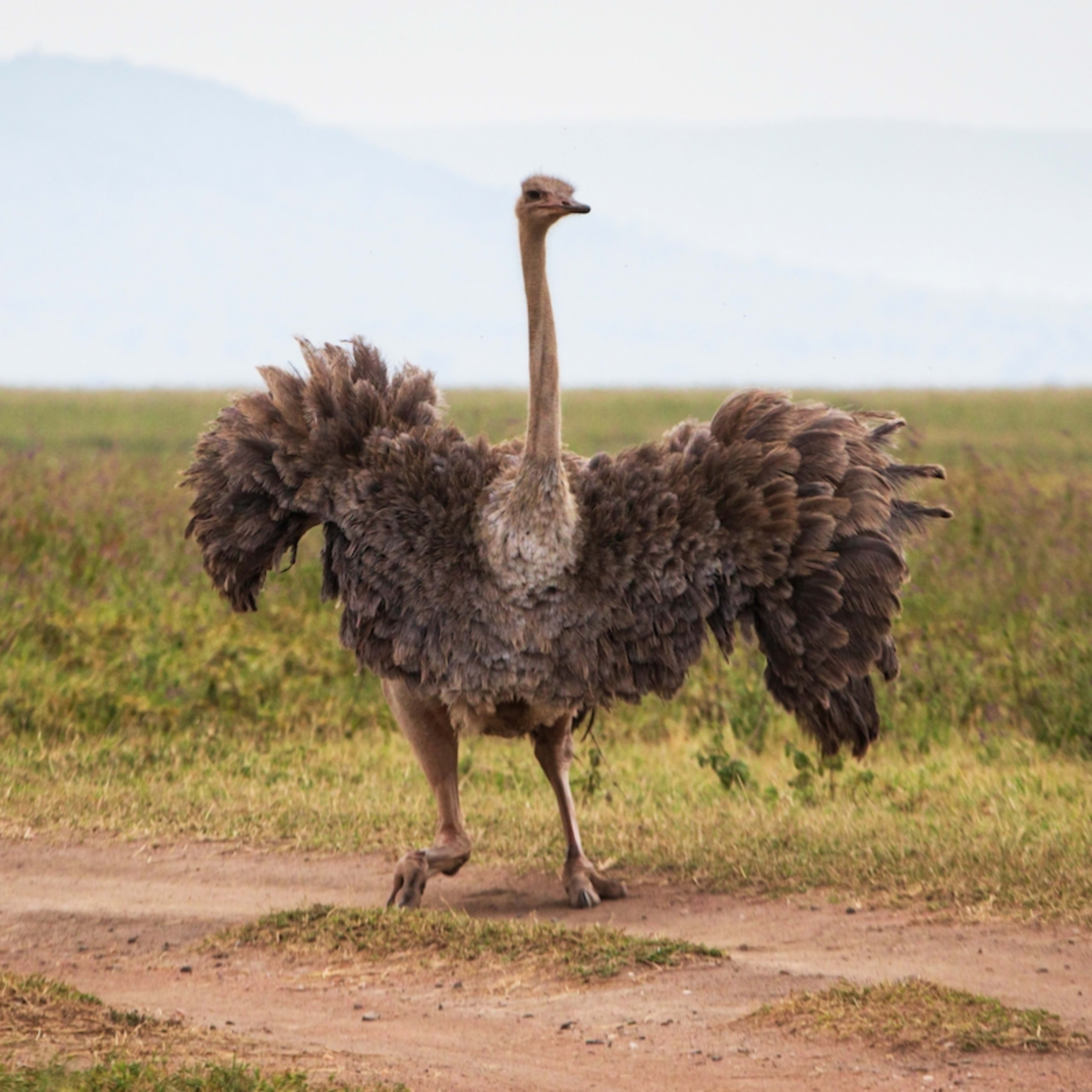 London Zoo Ostrich Showing Off His 'Flirting Dance' Definitely Has a ...