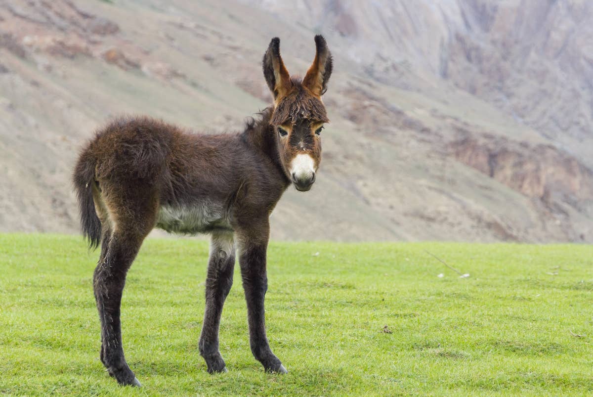 Tiny Donkey Who Loves Being Held Like a Baby Is Pure Cuteness Overload ...