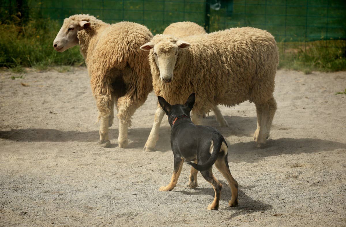 Watch the Epic Showdown as These Herding Dogs Stare Down Sheep - PetHelpful