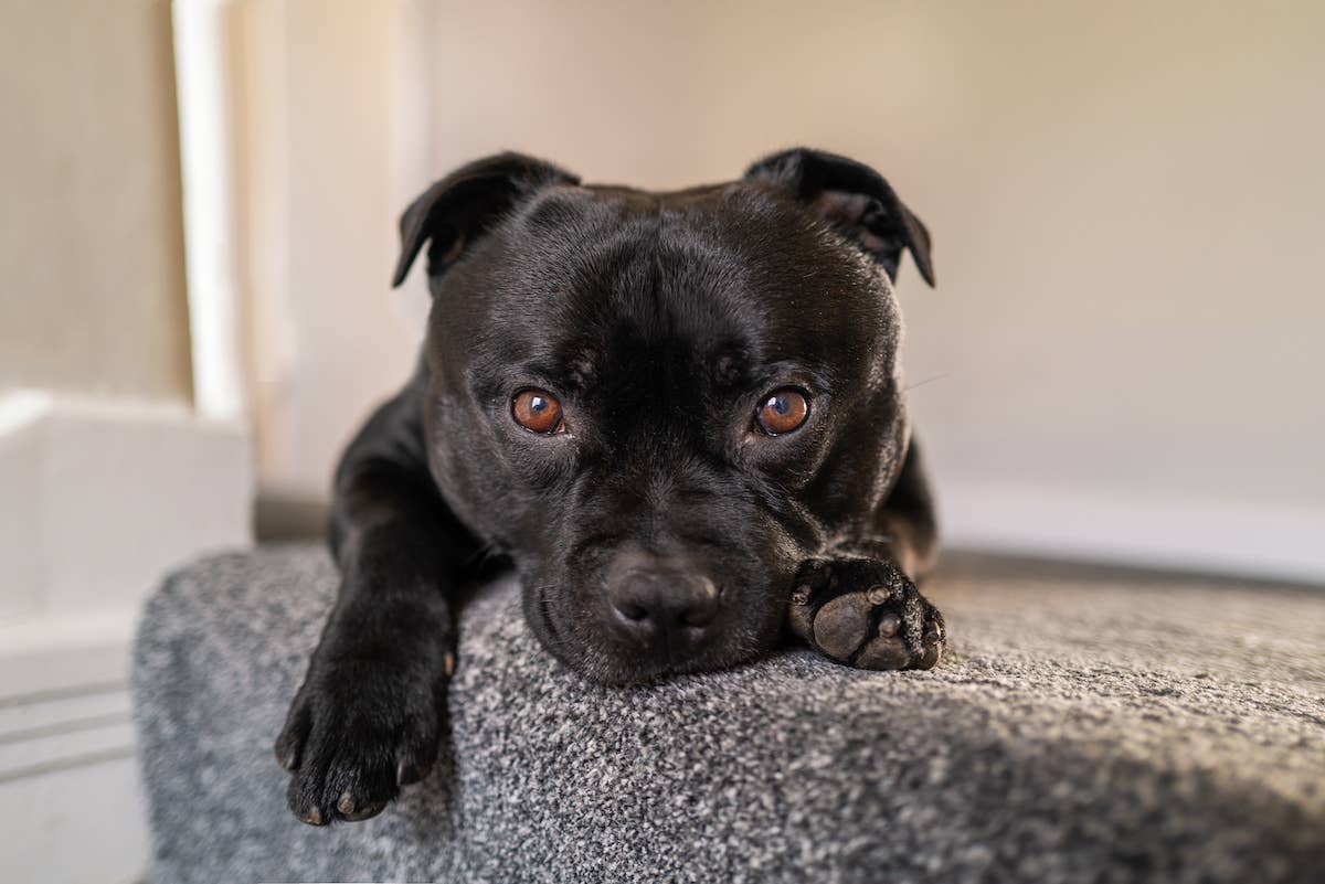 My Dog Has Scabs on His Ear! What Can I Do at Home? - PetHelpful