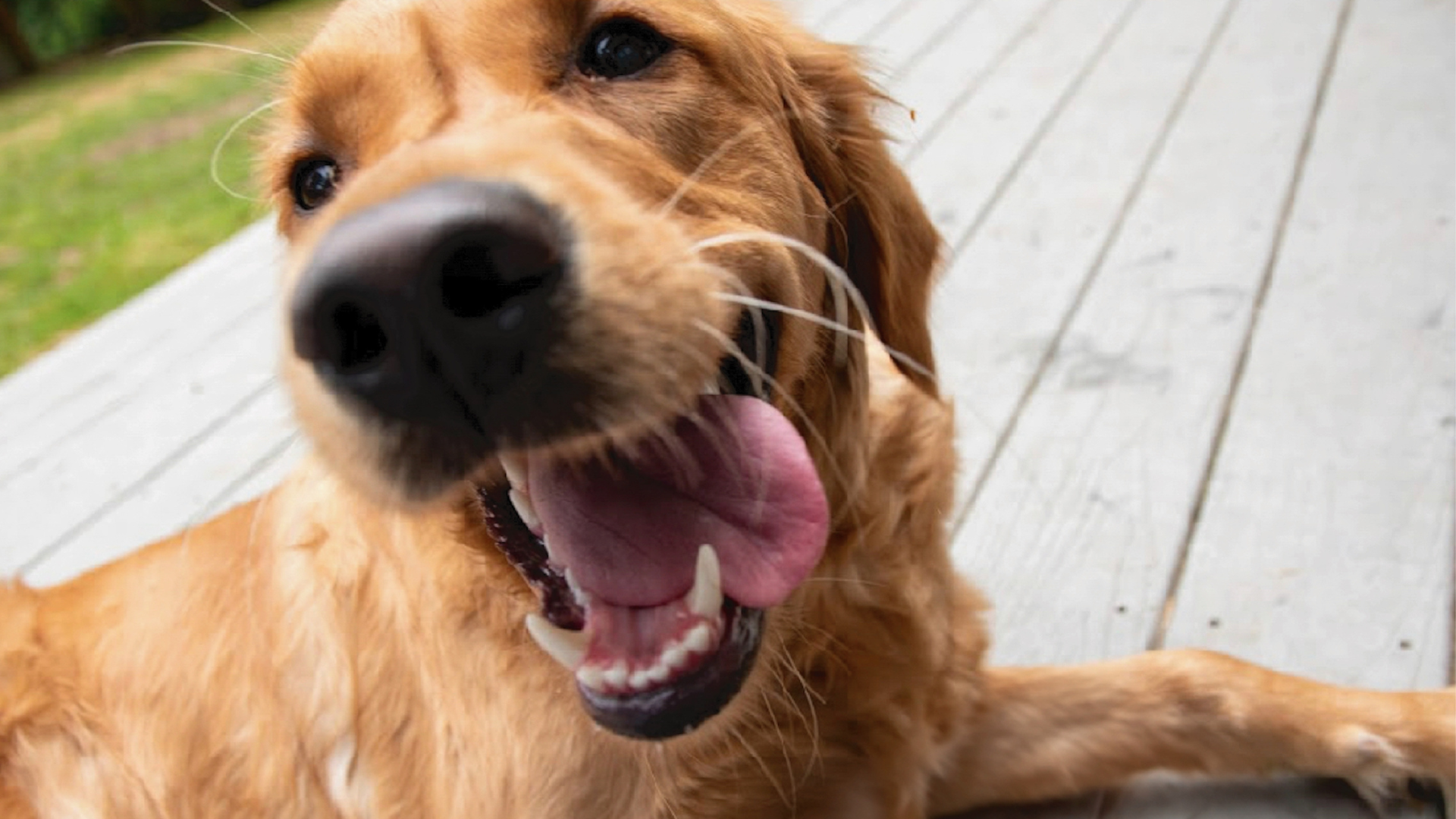 7 Best Methods to Cheer Up a Sad or Depressed Dog - PetHelpful