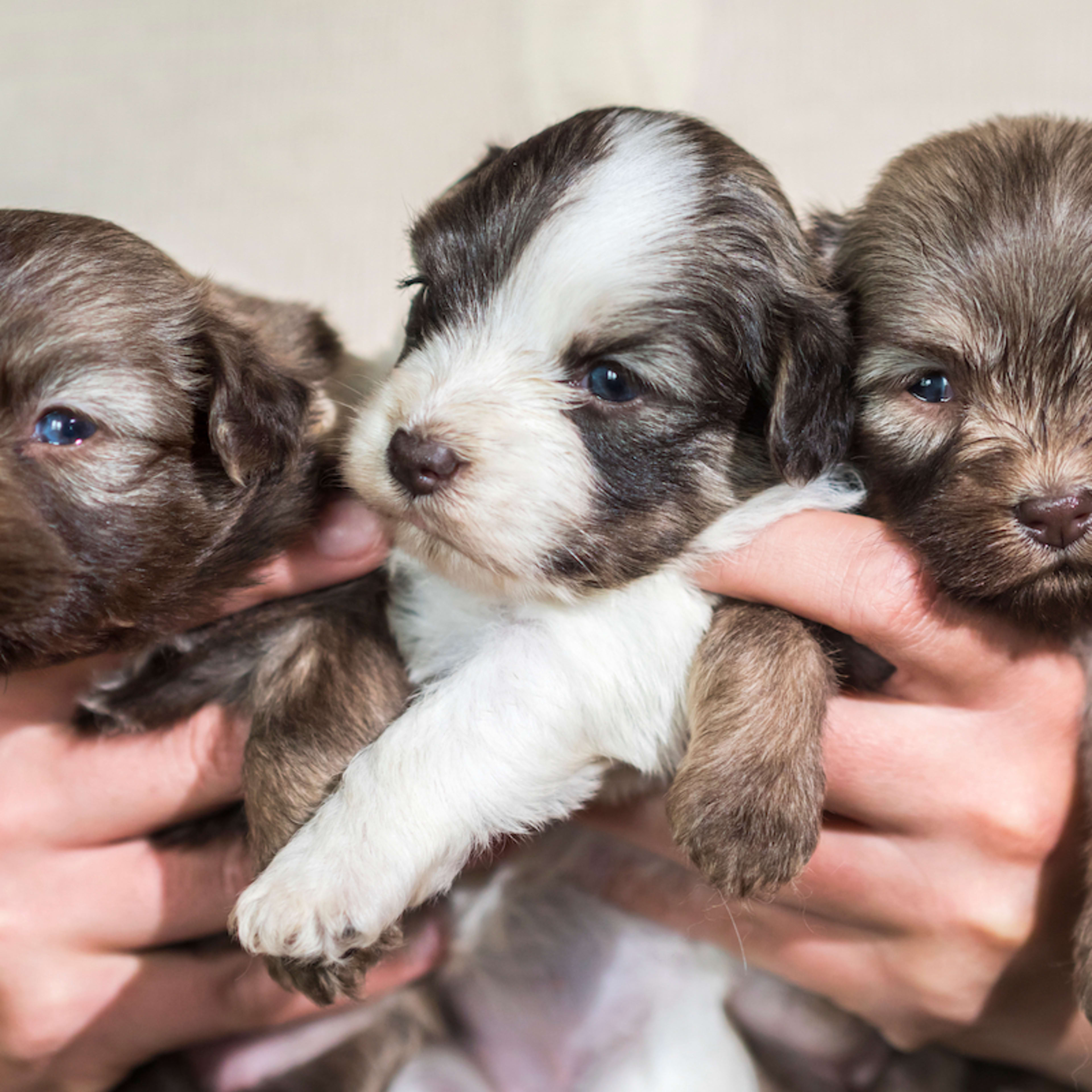 Rat Care for Beginners: How to Create the Perfect Rat Cage Setup ...