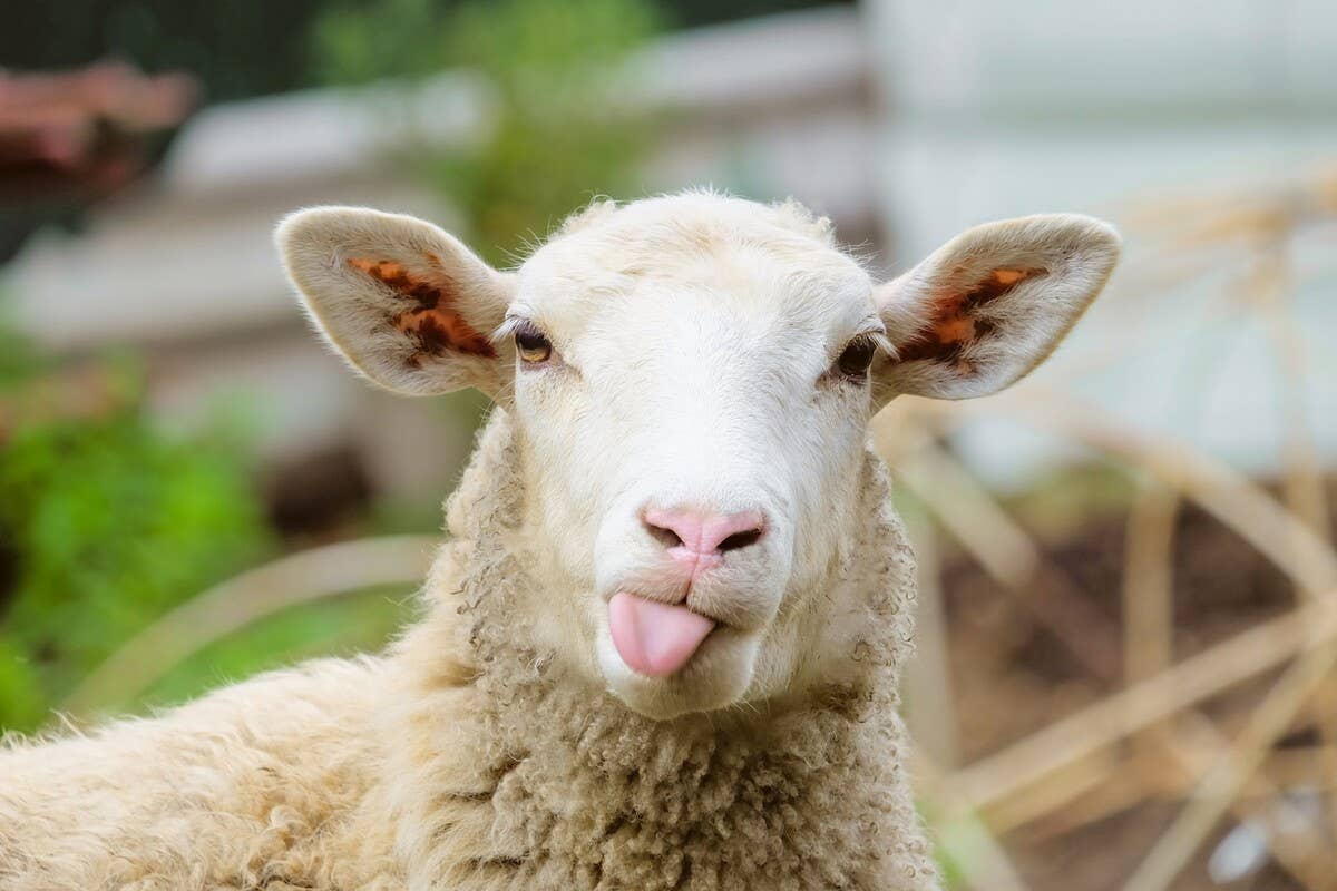 Rescued Sheep Who Just Lost All Her Babies Gets Most Heartwarming ...