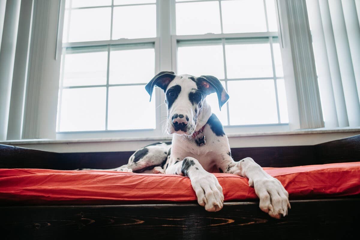 Service Great Dane Helping Stressed-Out Patient at the Dentist Is the ...