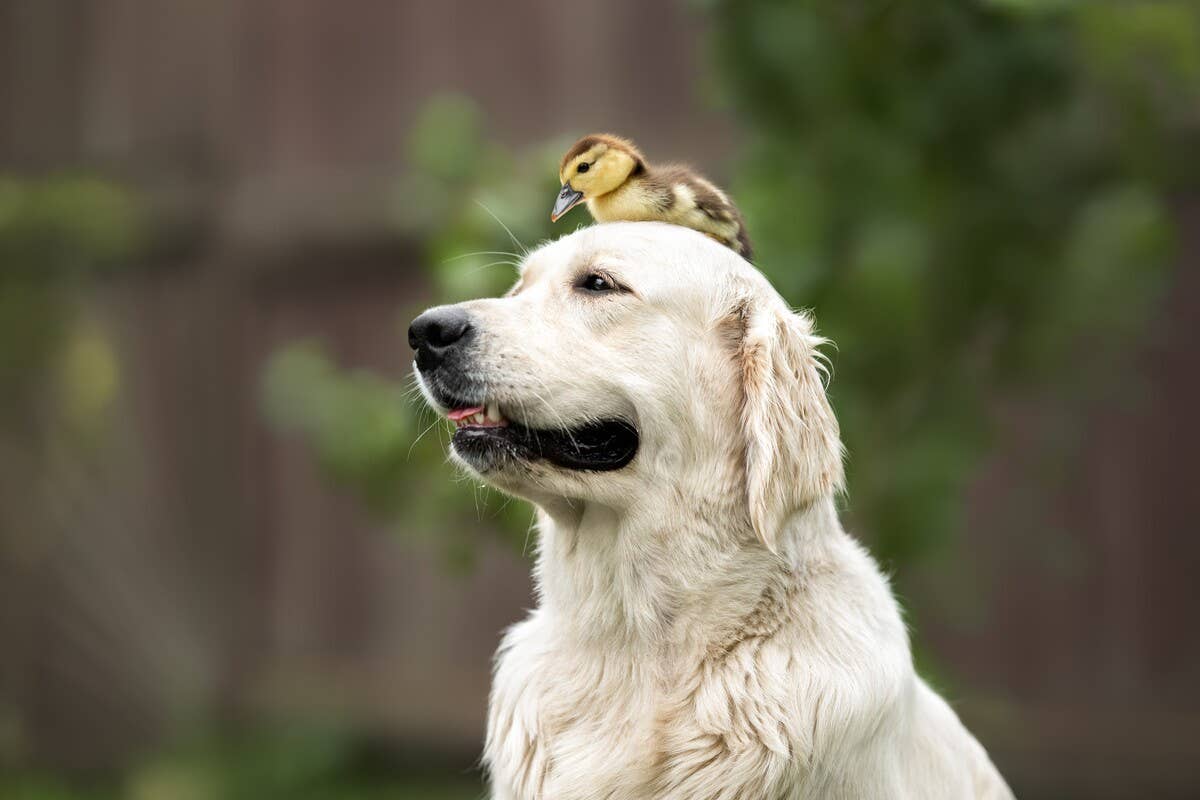 Precious Golden Retriever Puppy Loves Playing With His Baby Sheep ...