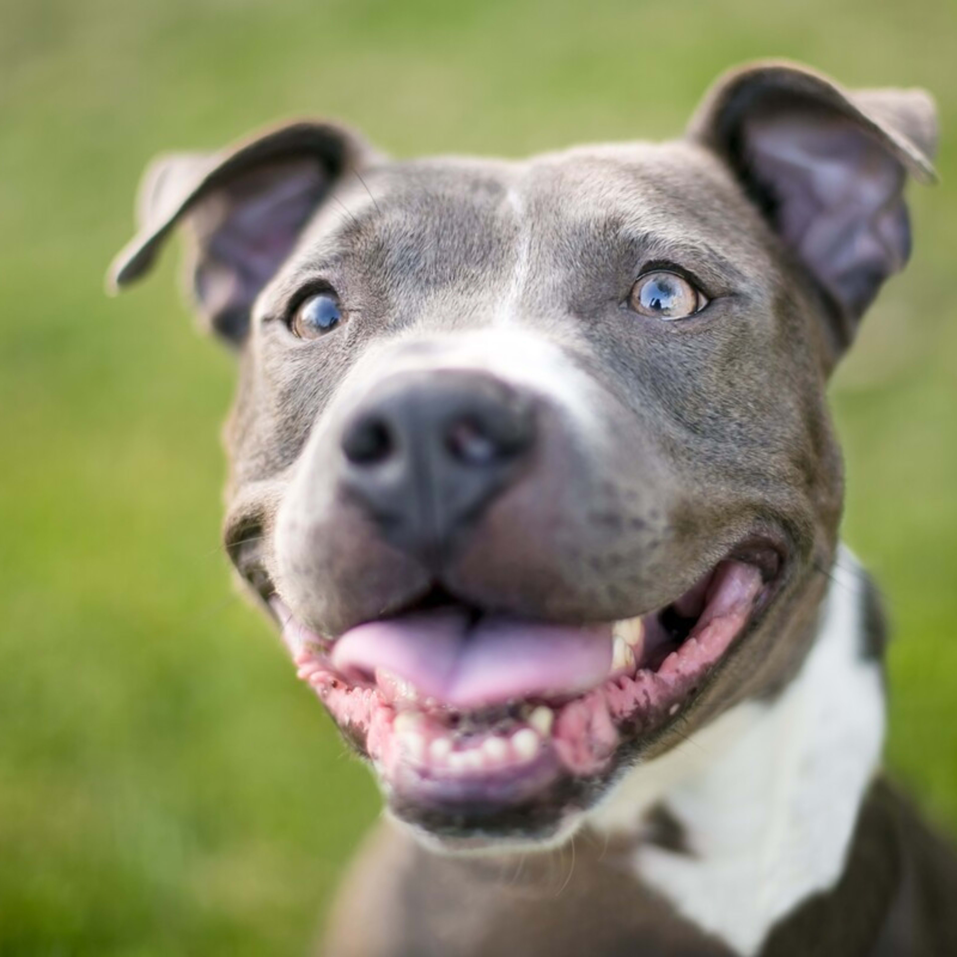 Pit Bull’s Wholesome Reaction To Reuniting With Her Lost Feline Sibling ...