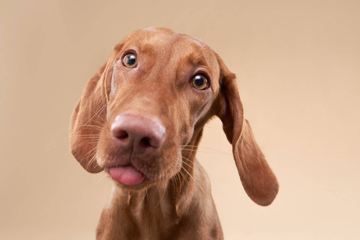 Trilostane for Dogs and Cats: Uses, Side Effects, and Dosage - PetHelpful