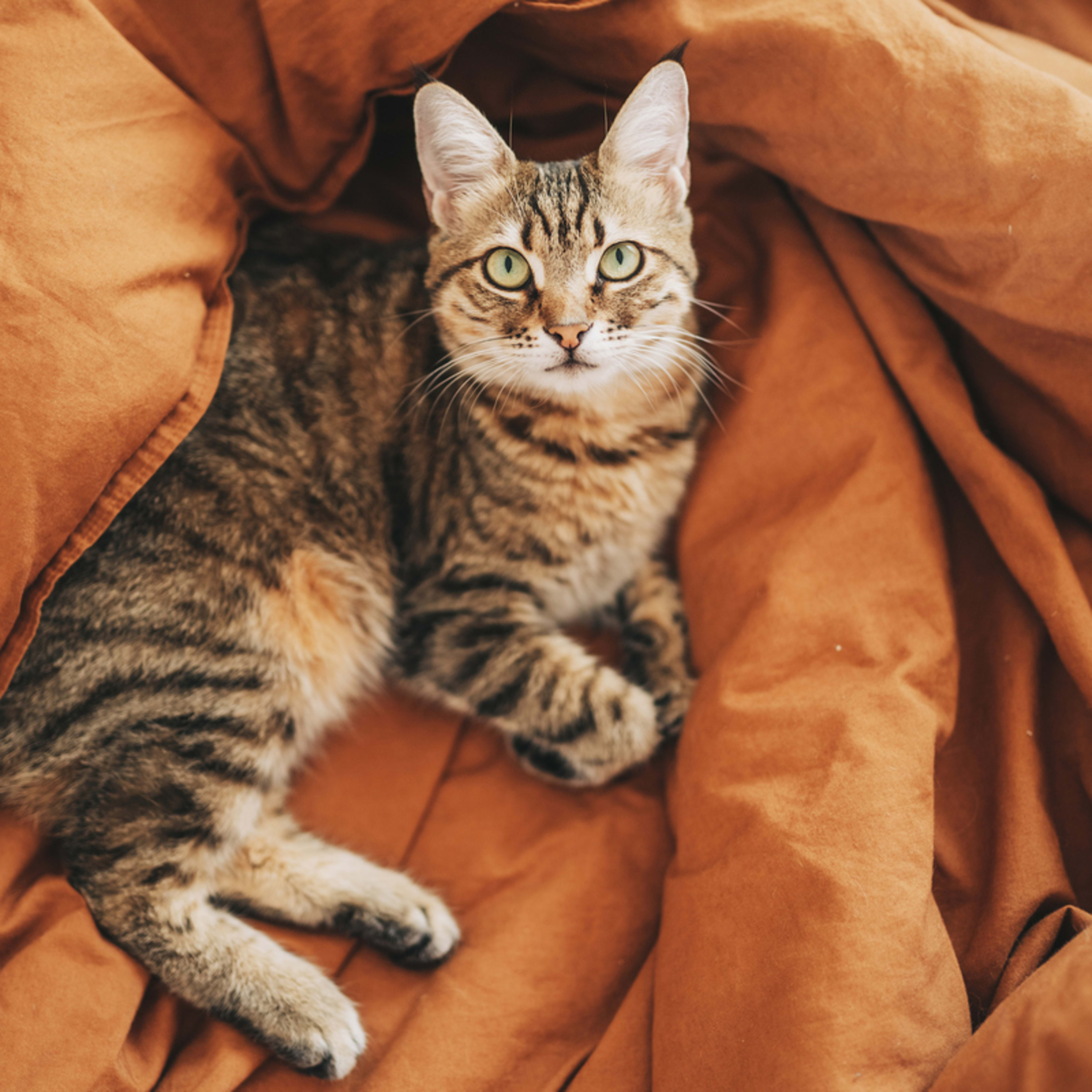 Senior Dog Reunites With Owner After a Month in Emotional TikTok ...