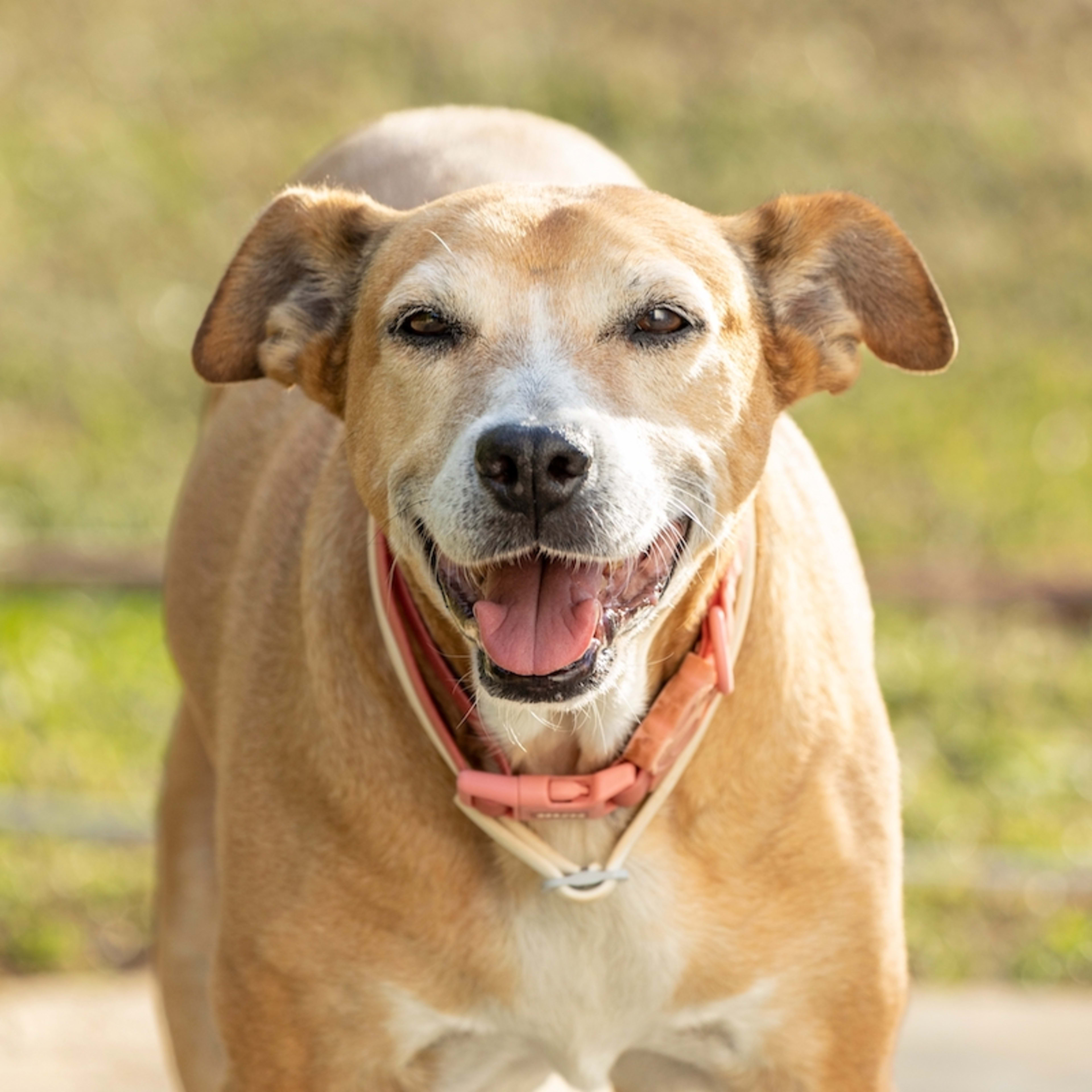 Little Girl’s Lullaby to Orangutan at San Diego Zoo Shows the Love ...