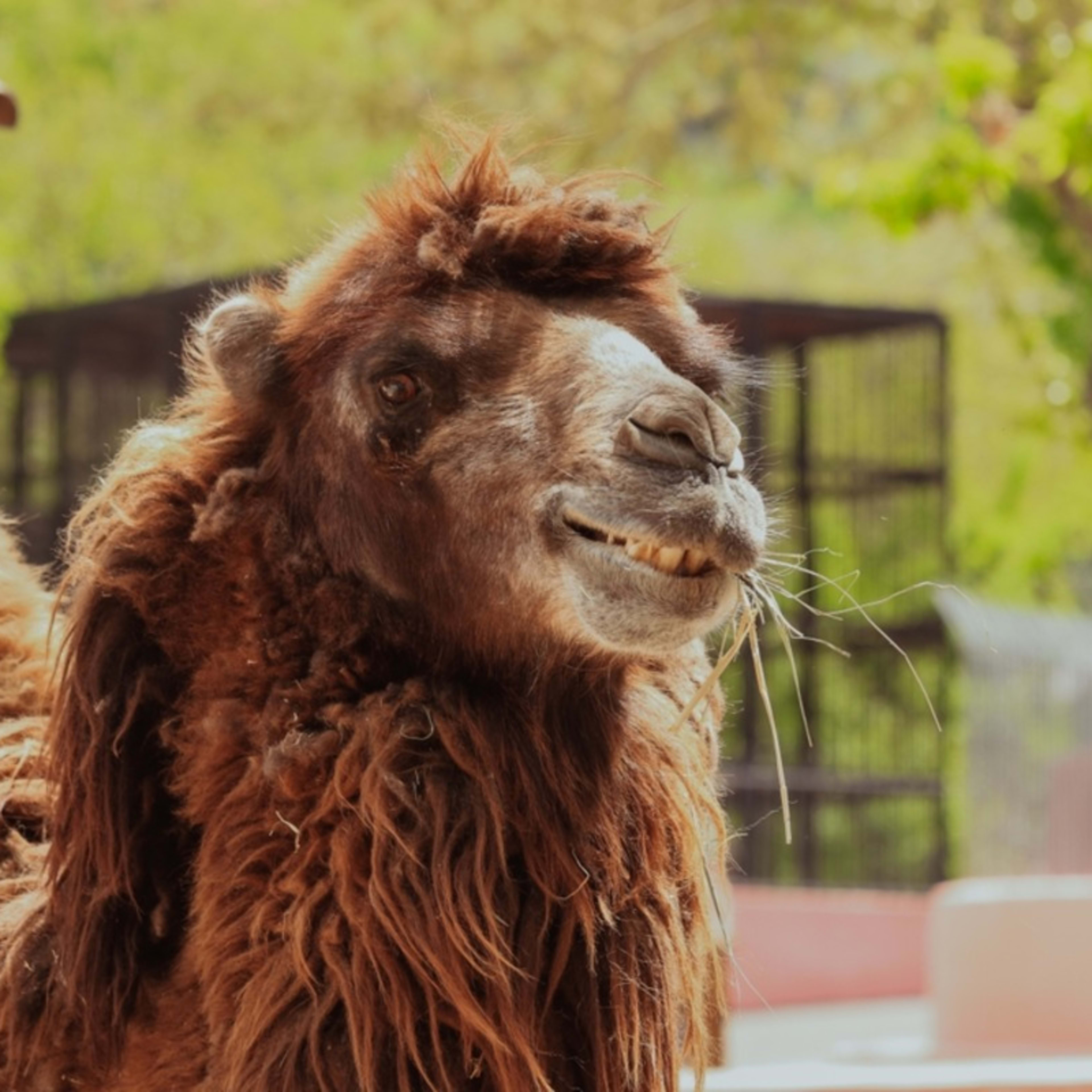Newborn Moose Takes Wobbly First Steps Moments After Being Born Outside ...