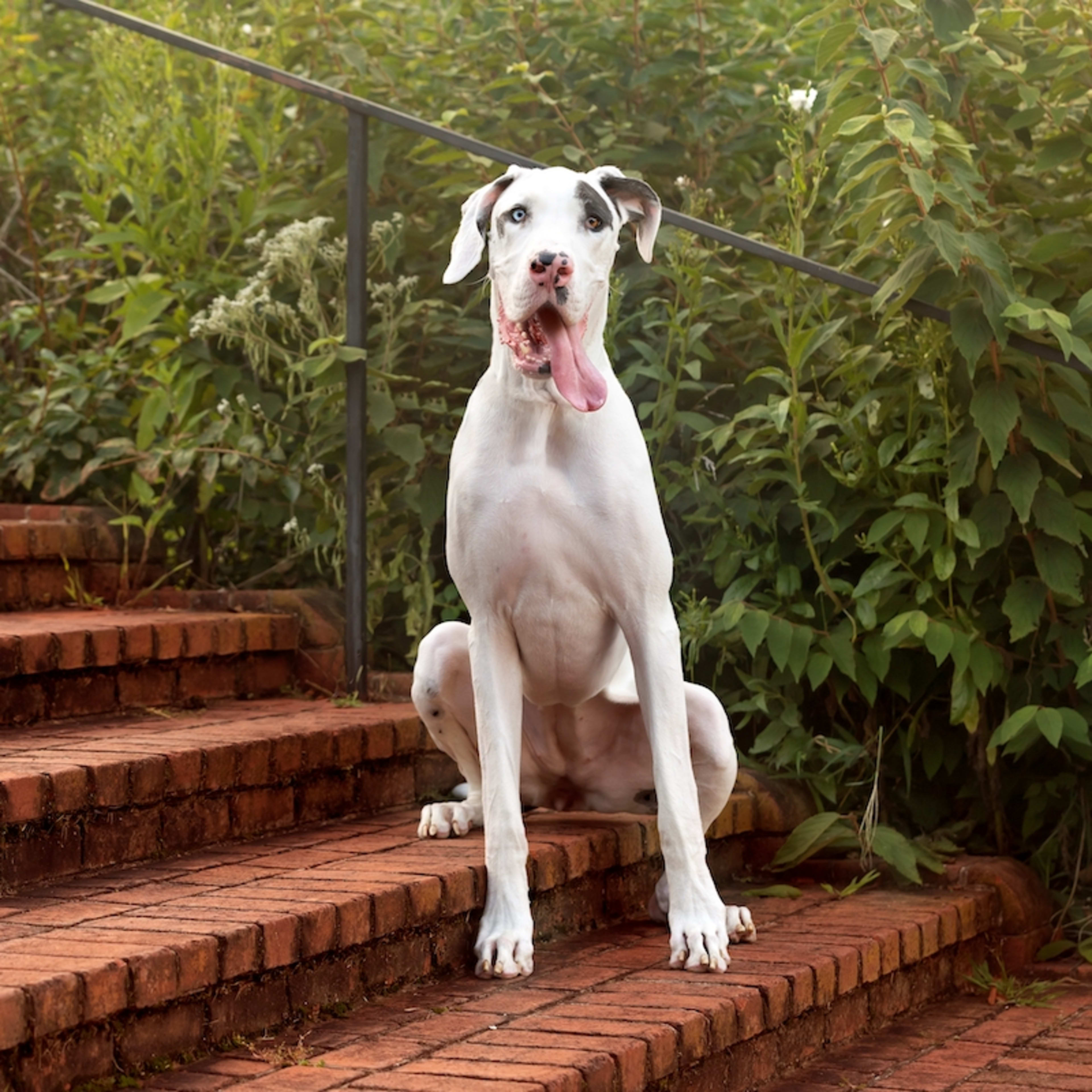 Deaf Rescued Great Dane May Be the World's Tallest Dog but His Fear of ...