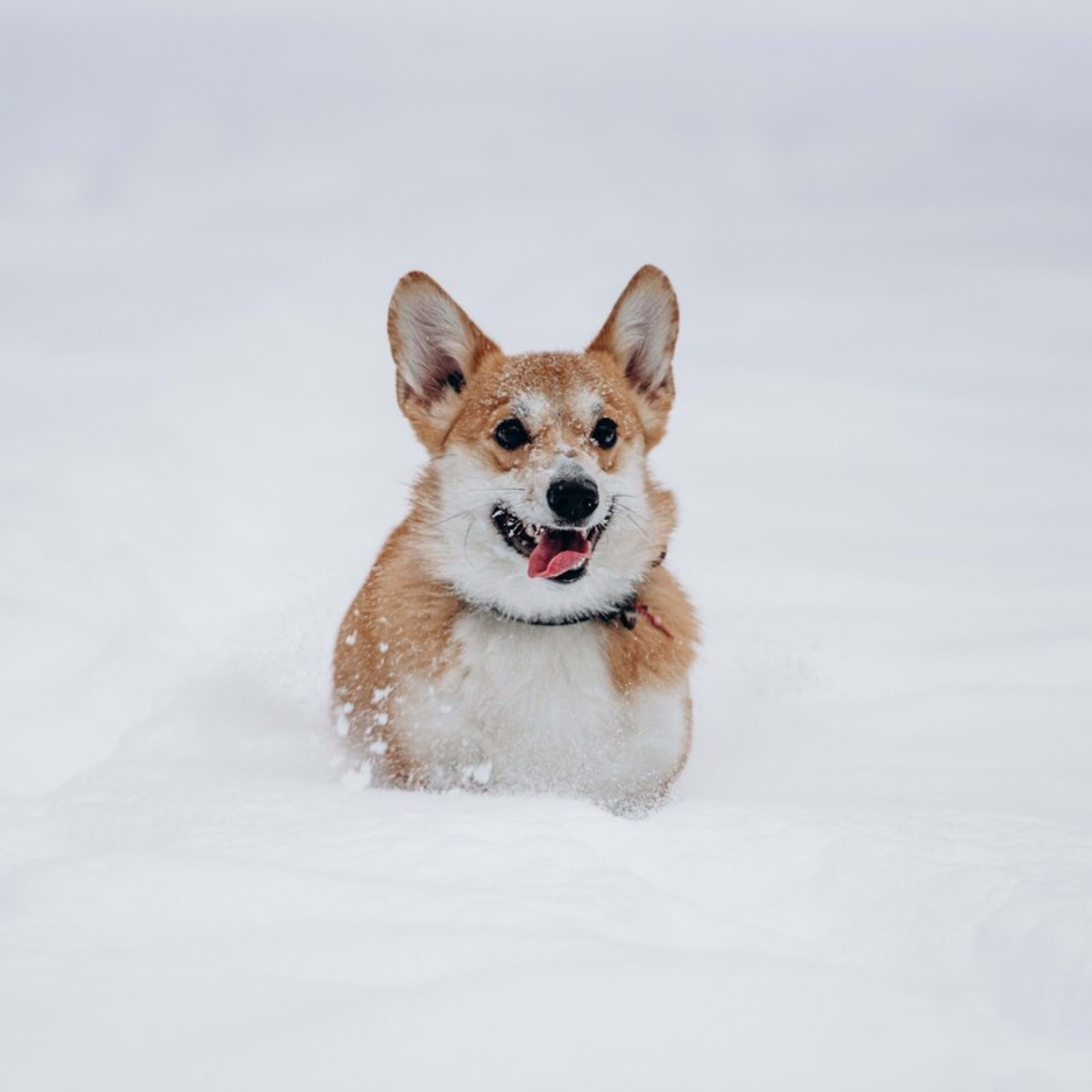 Corgi Joining Newfie Best Friend for a Snow Day Adventure Is Pure ...