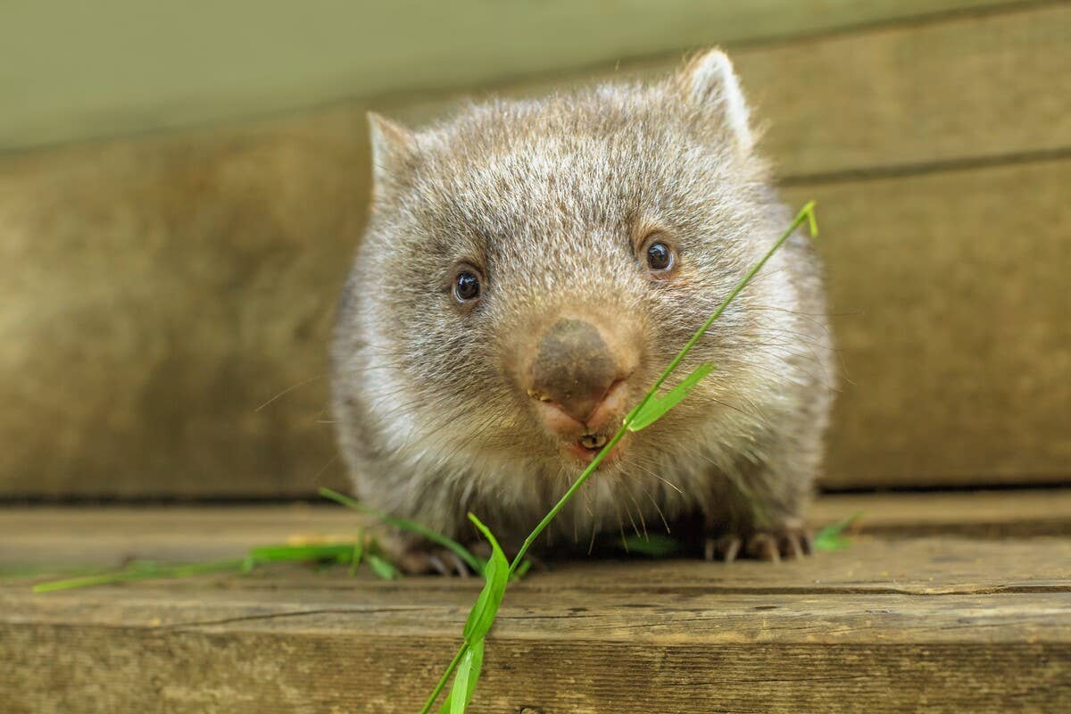 Precious Wombat Gets Cutest Case of Zoomies While Playing with Their ...