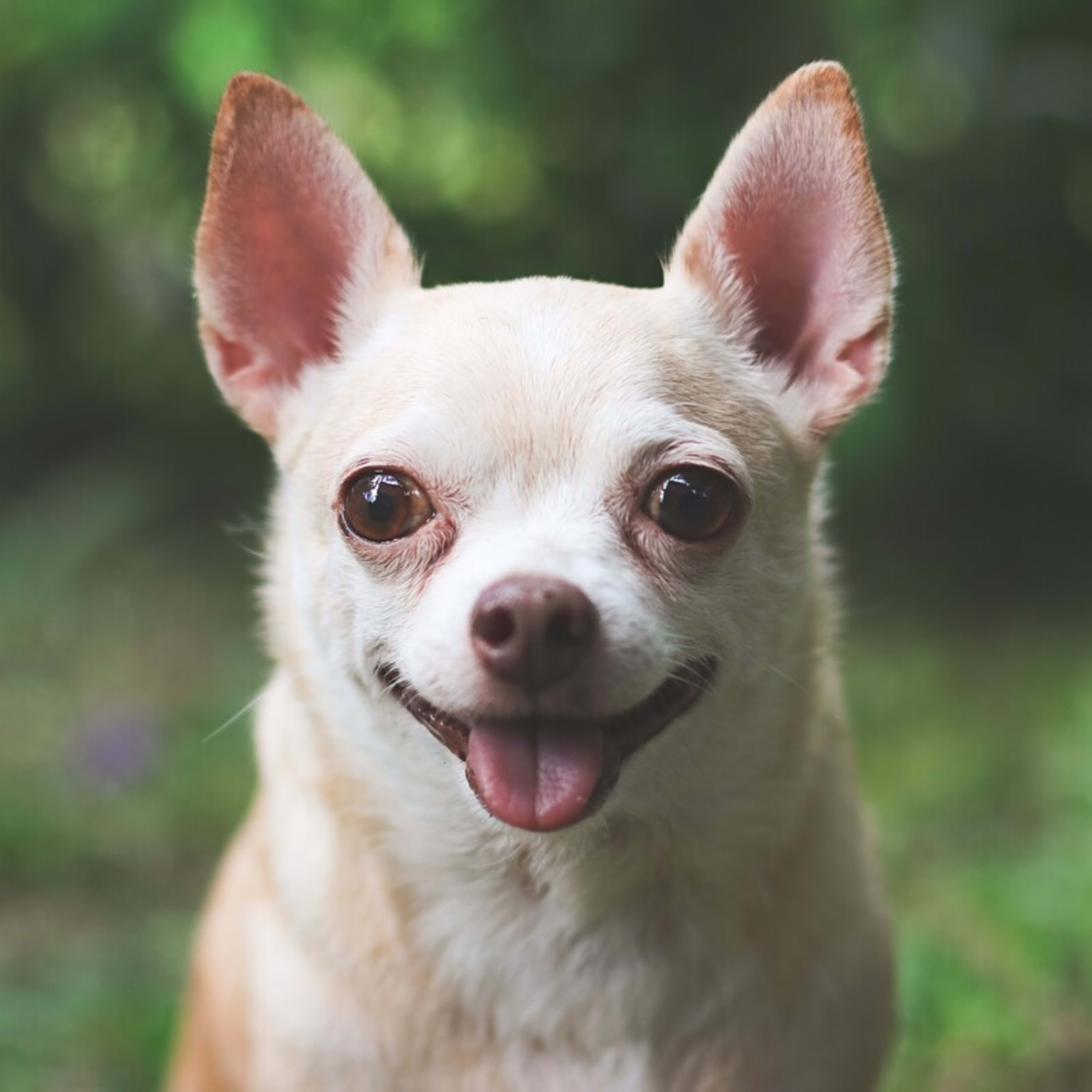 Tiny Chihuahua’s Slam Dunk Has People Asking When He’s Making His Pro ...