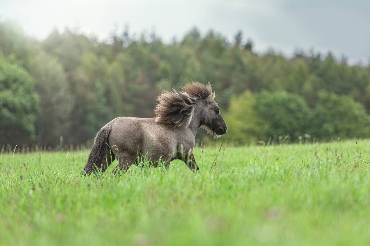 Miniature Rescue Horse Herd Running Free in a Pasture for the First ...