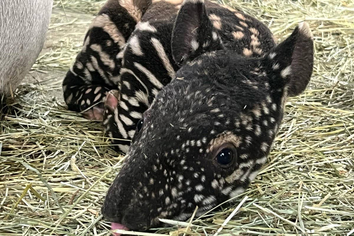 Baby Animals