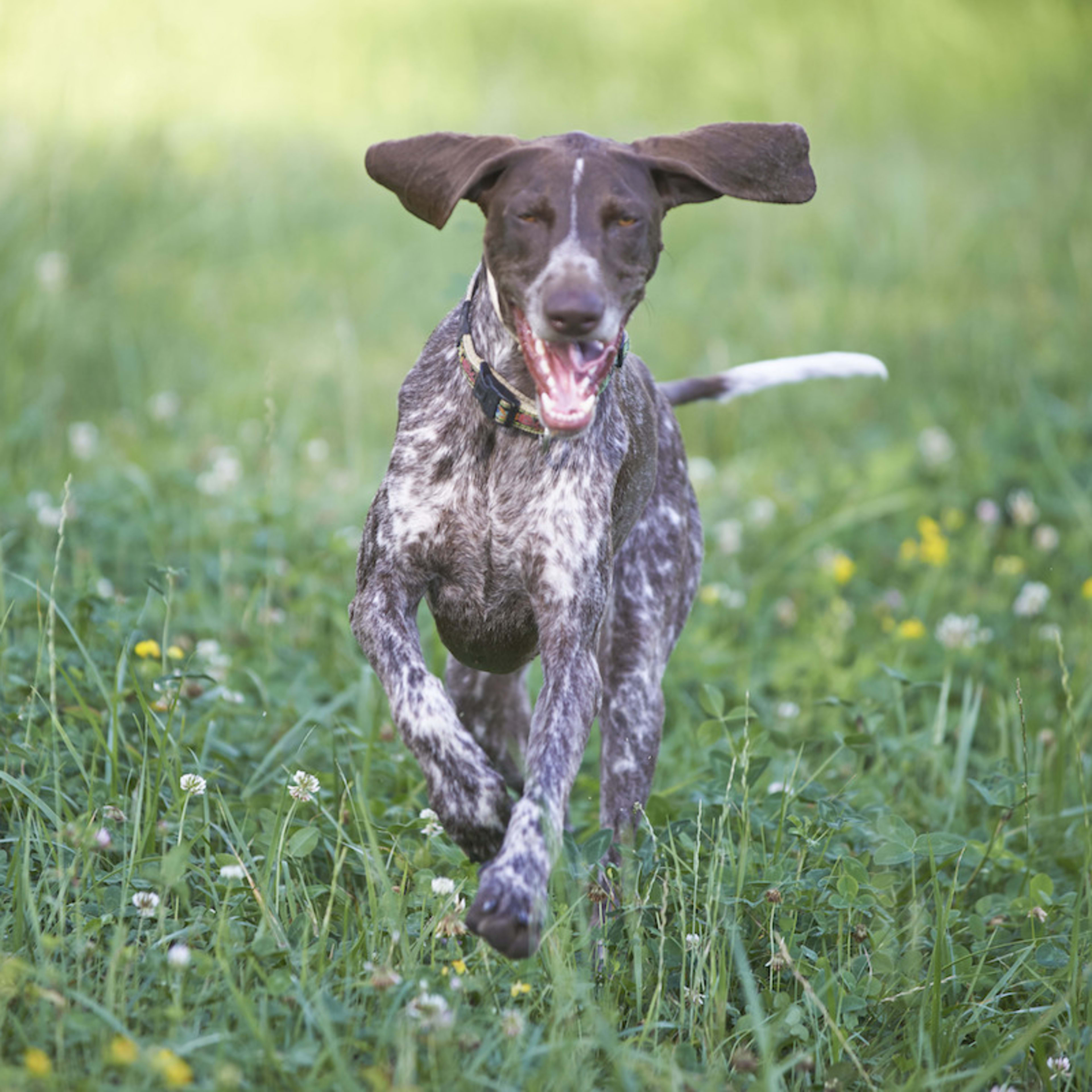 German Shorthaired Pointer Sisters Steal the Show in Elevator - PetHelpful