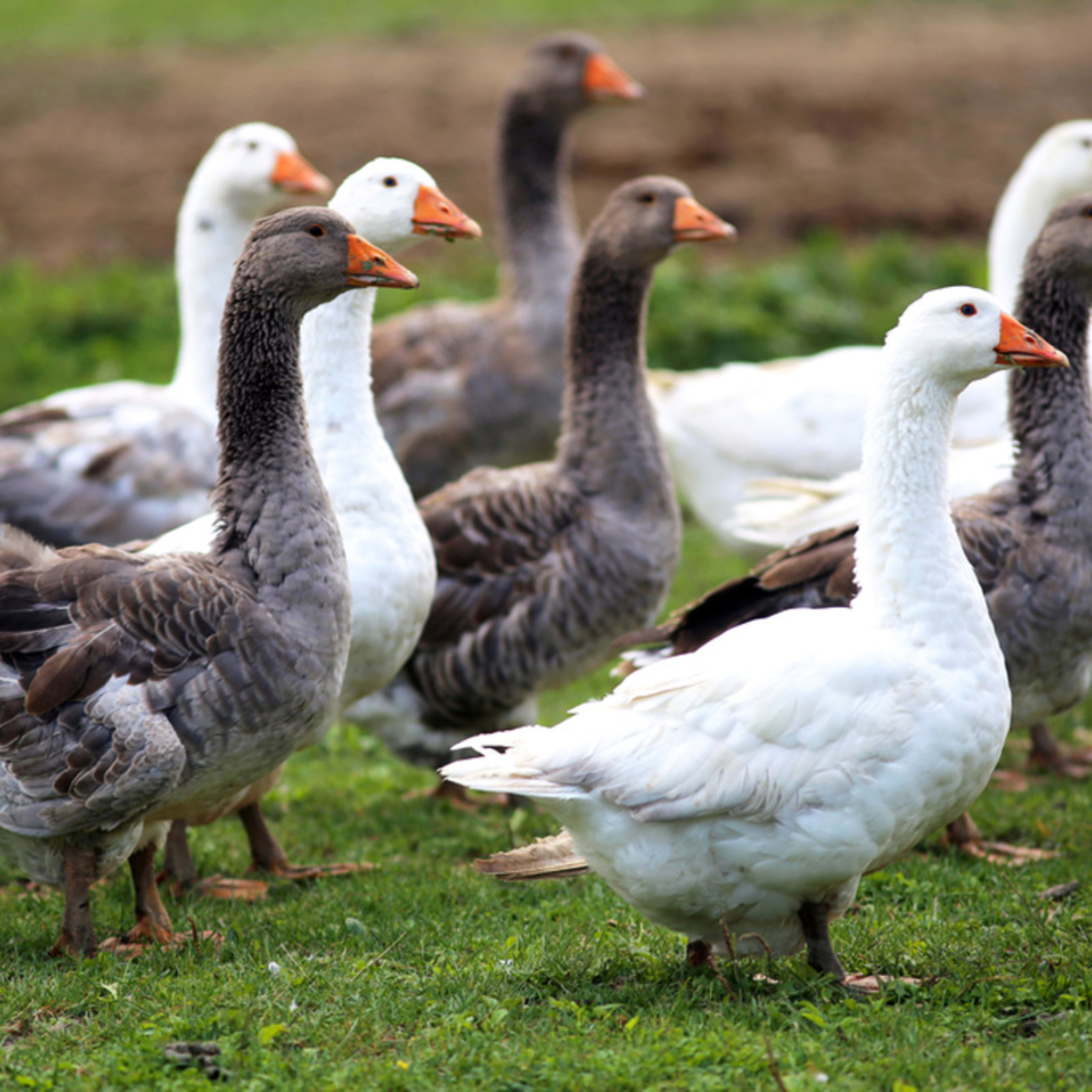 Wild Goose Decides to Join Backyard Duck Flock and Nobody Can Blame Her ...