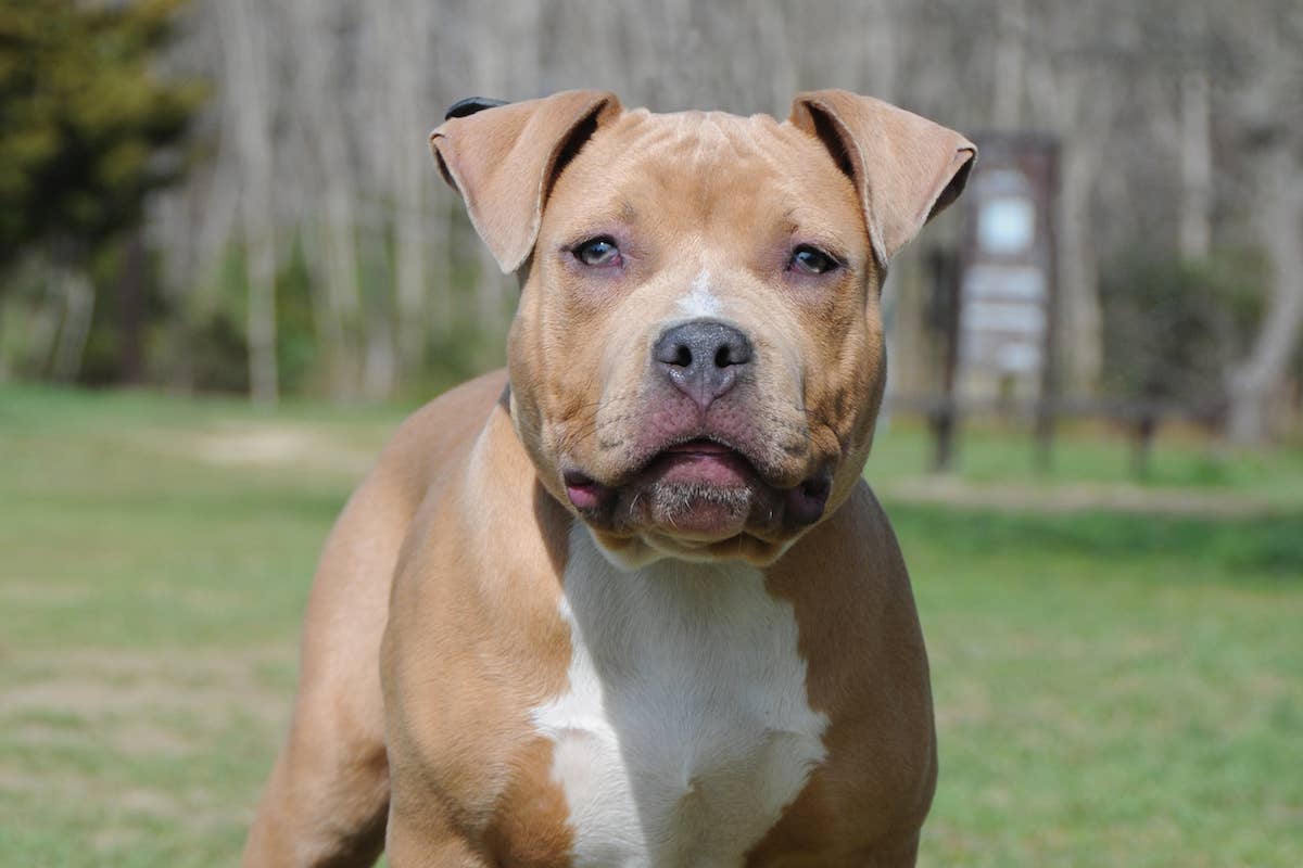 Micro Bully’s Precious 'Pig Face' Has People Absolutely Smitten ...