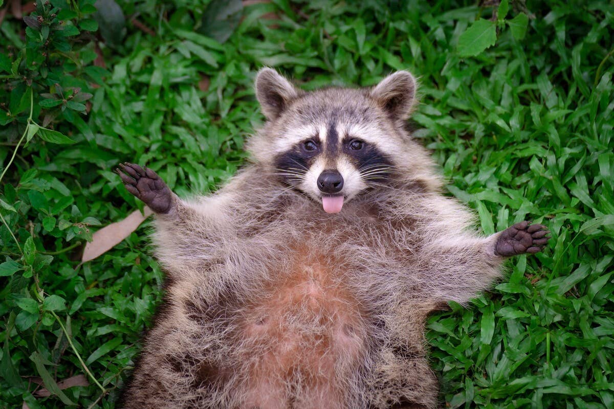 Raccoons