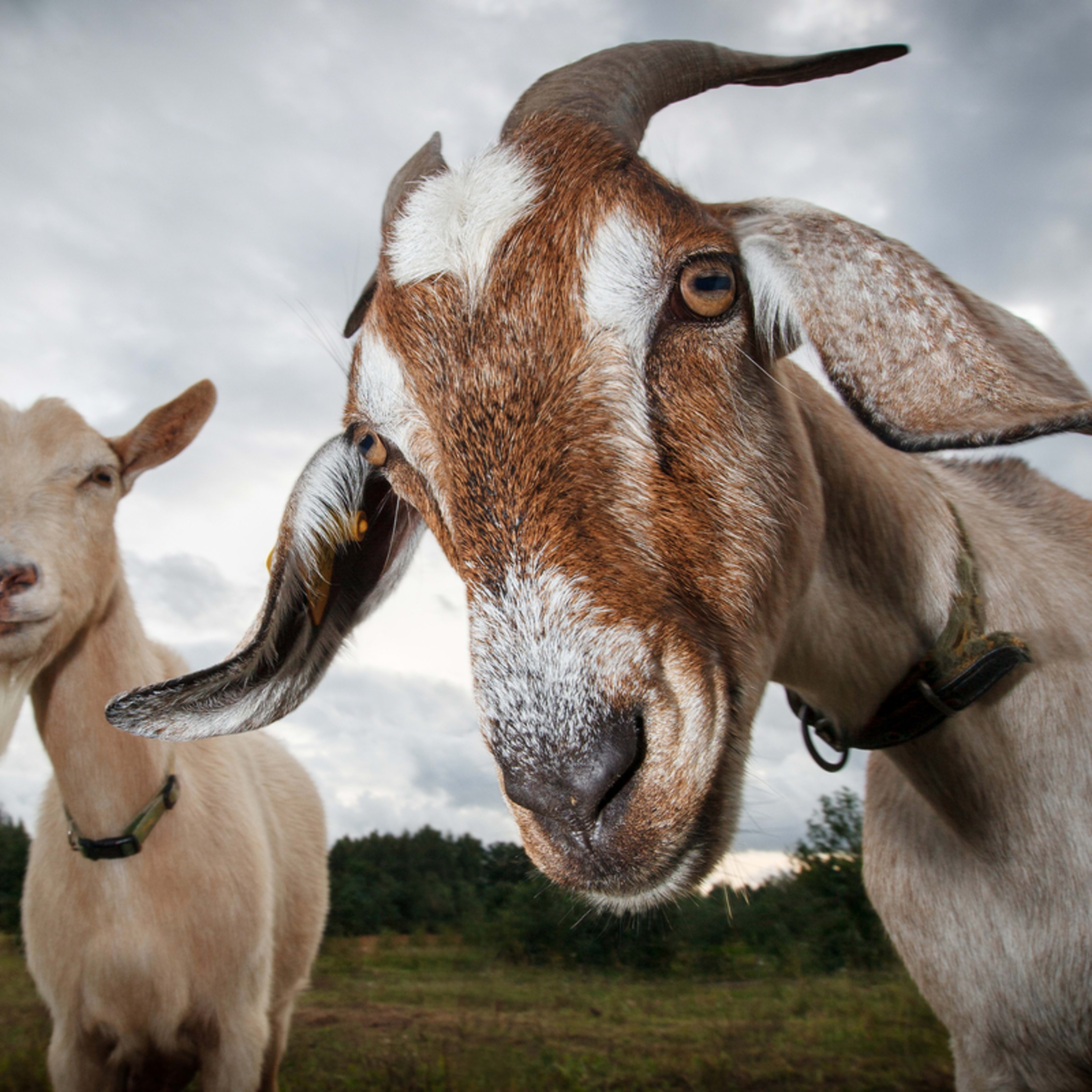 Dwarf Goats 'Dancing' to Thriller Is the Instant Mood Boost We All Need ...