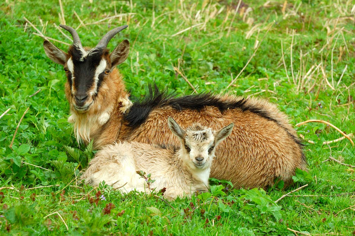 Baby Yak Trying to Find His Mom on First Time Out of Nursery Brings All ...