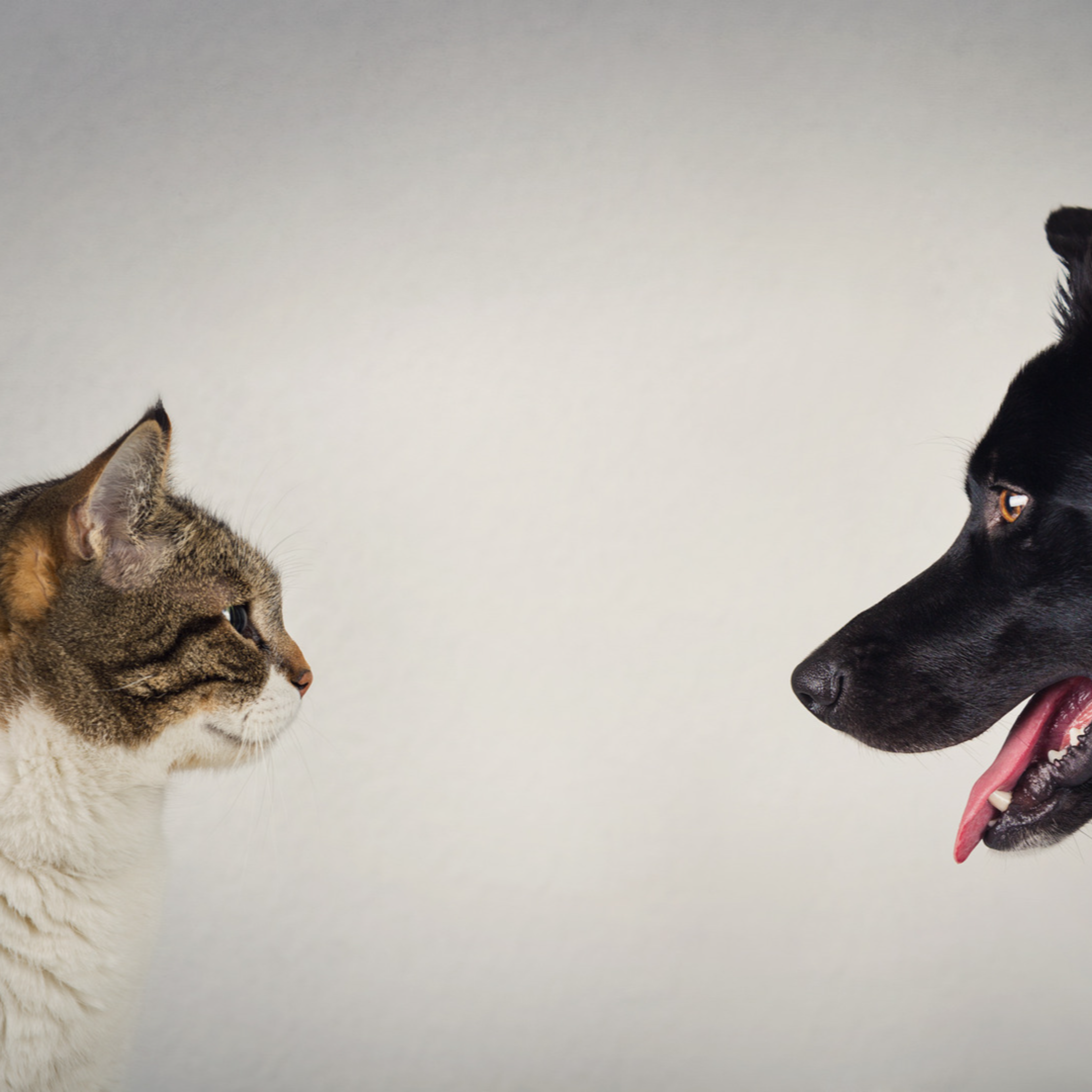 german shepherd attack cat