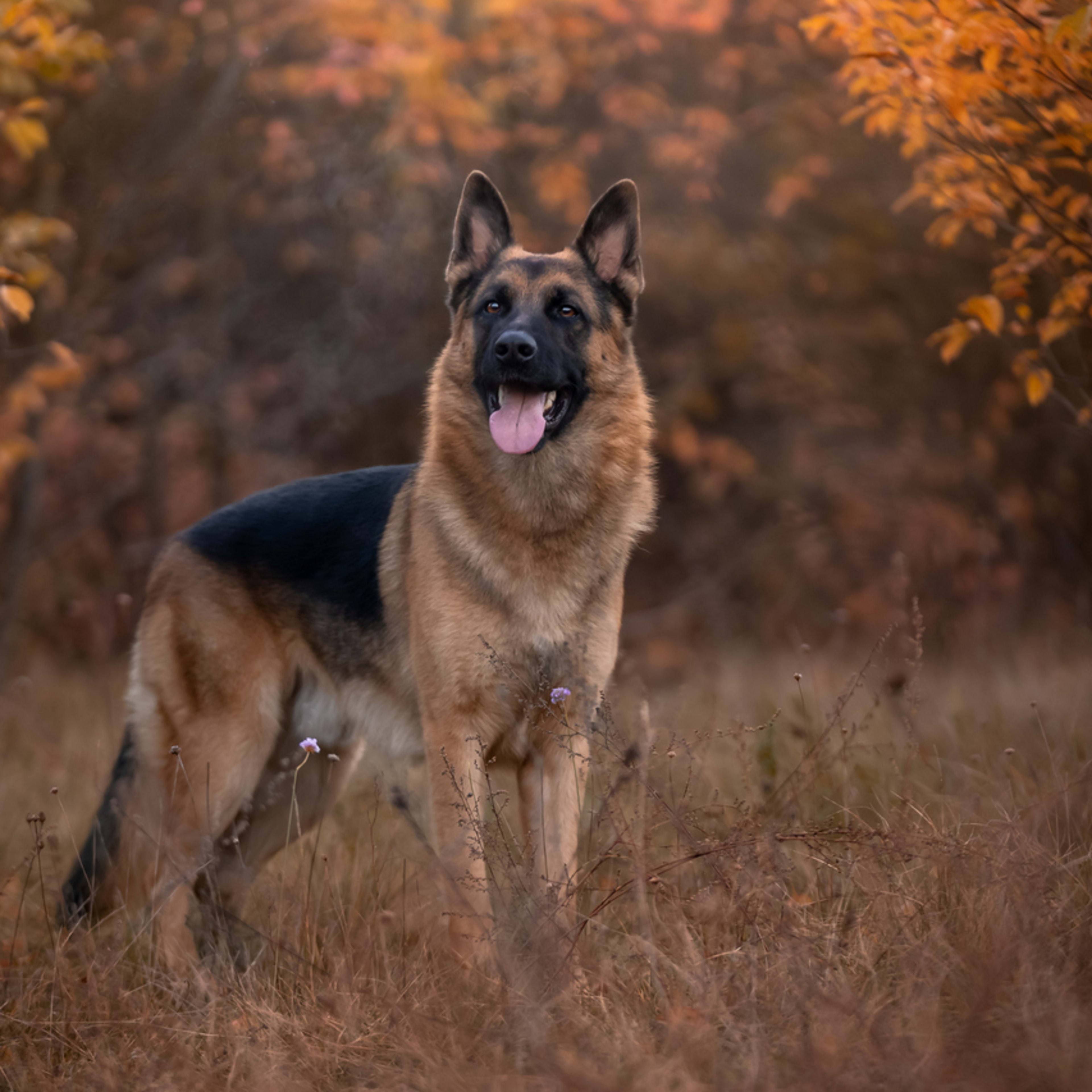 Baby Cow and Orange Cat Who Are Soulmates Share the Sweetest Cuddle ...