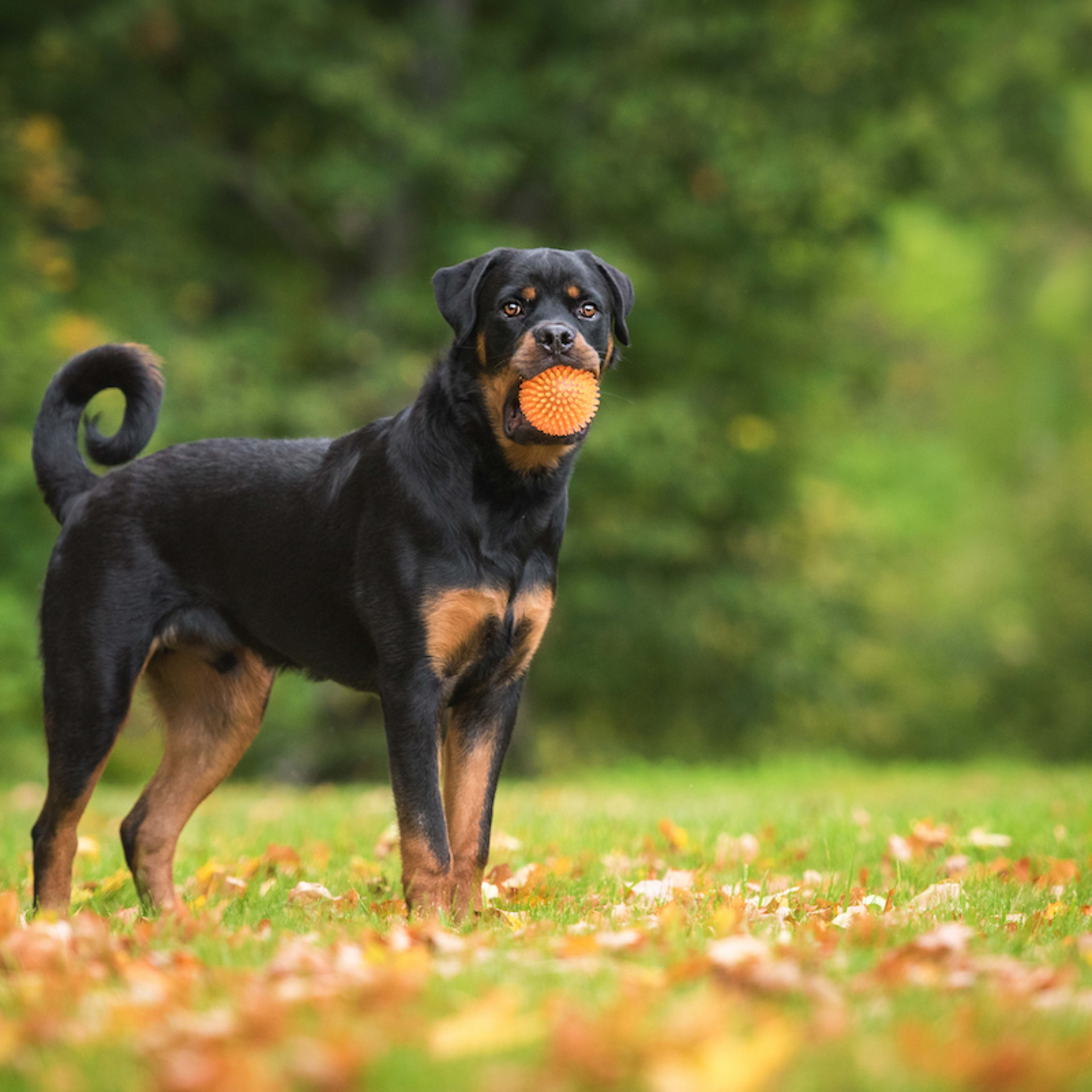 Playful Rottweiler Joins Famous Band on Stage Just to Ask His Rock Star ...
