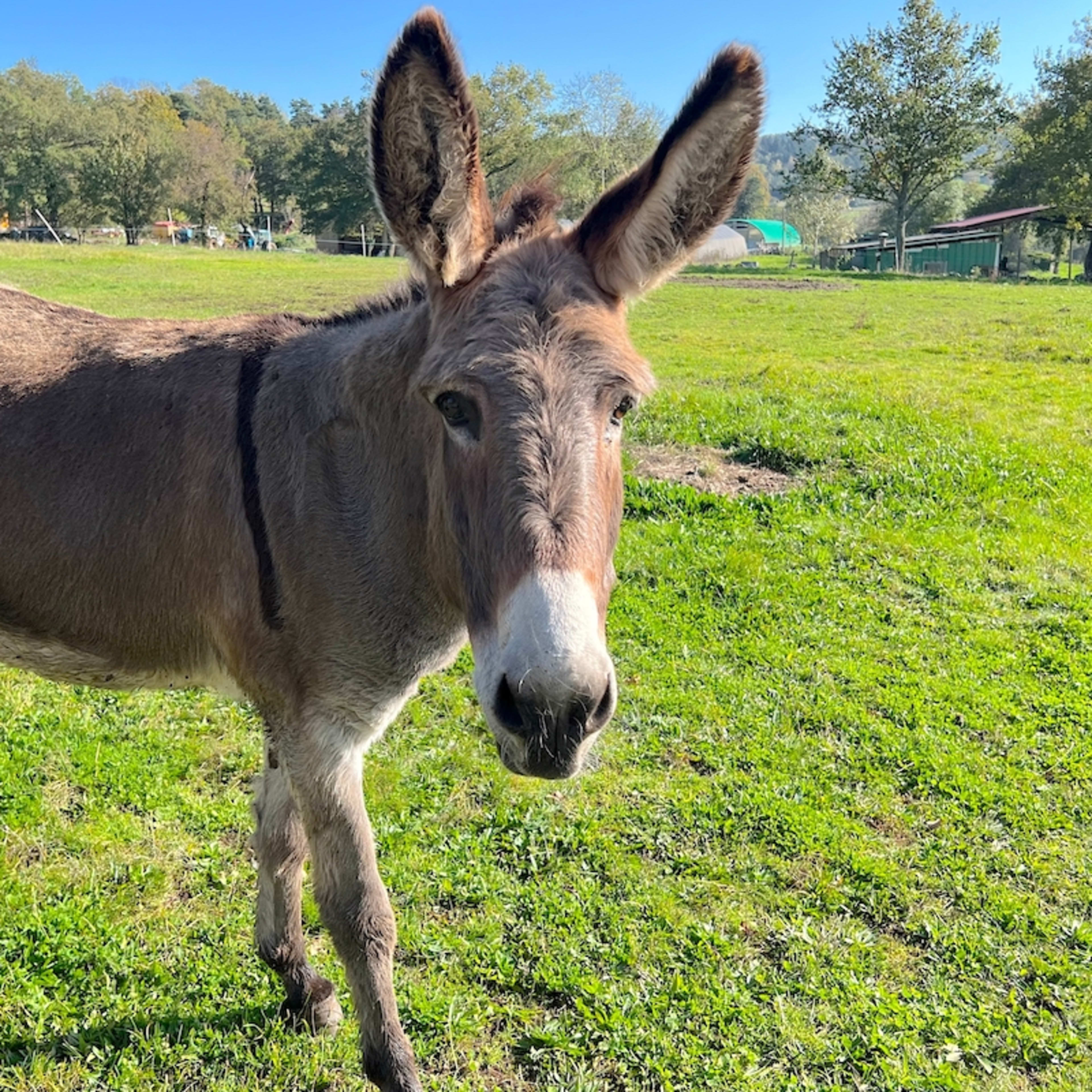 Rescued Donkey and Pig Besties Share a Gentle 'Head Hug' in the ...