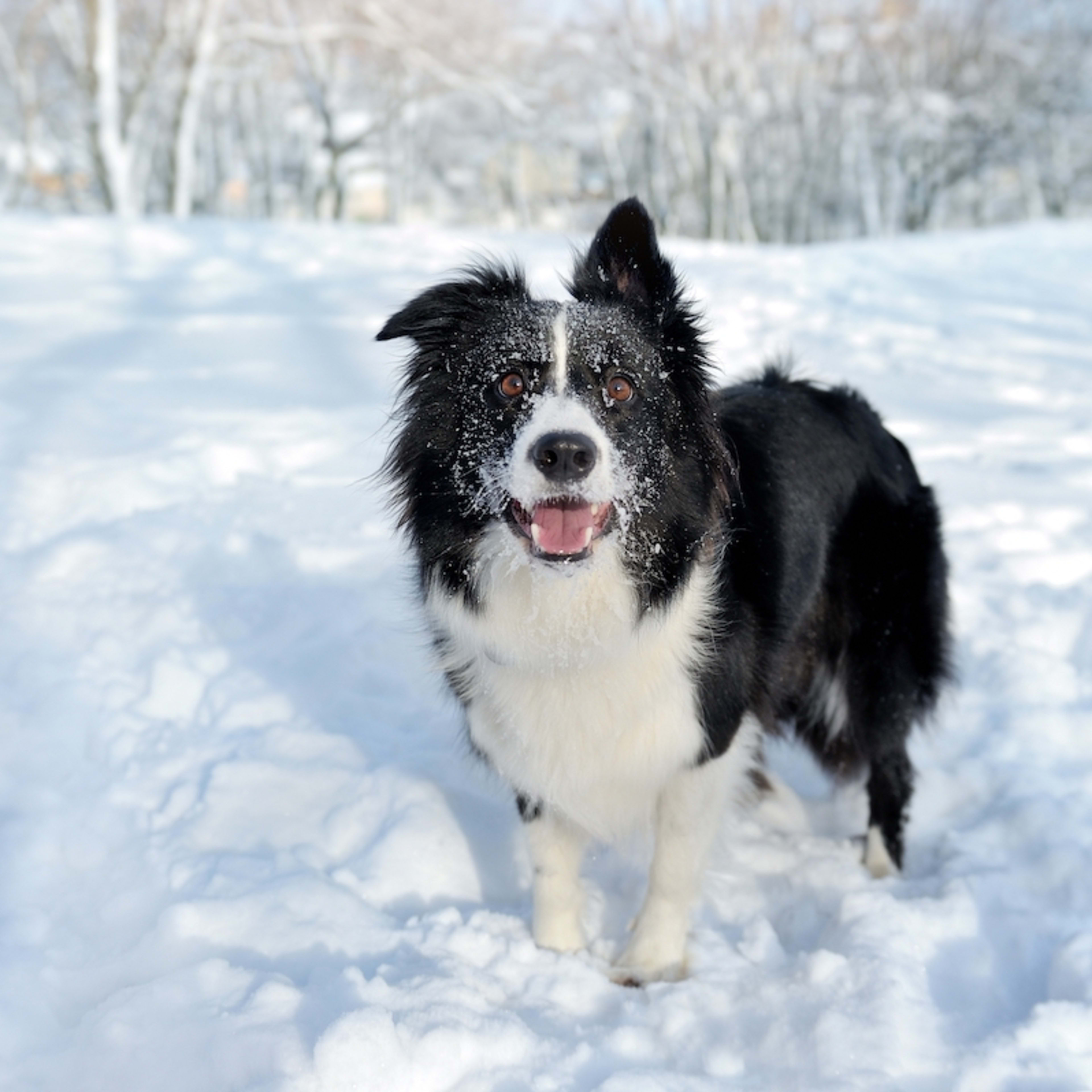 stick border collie