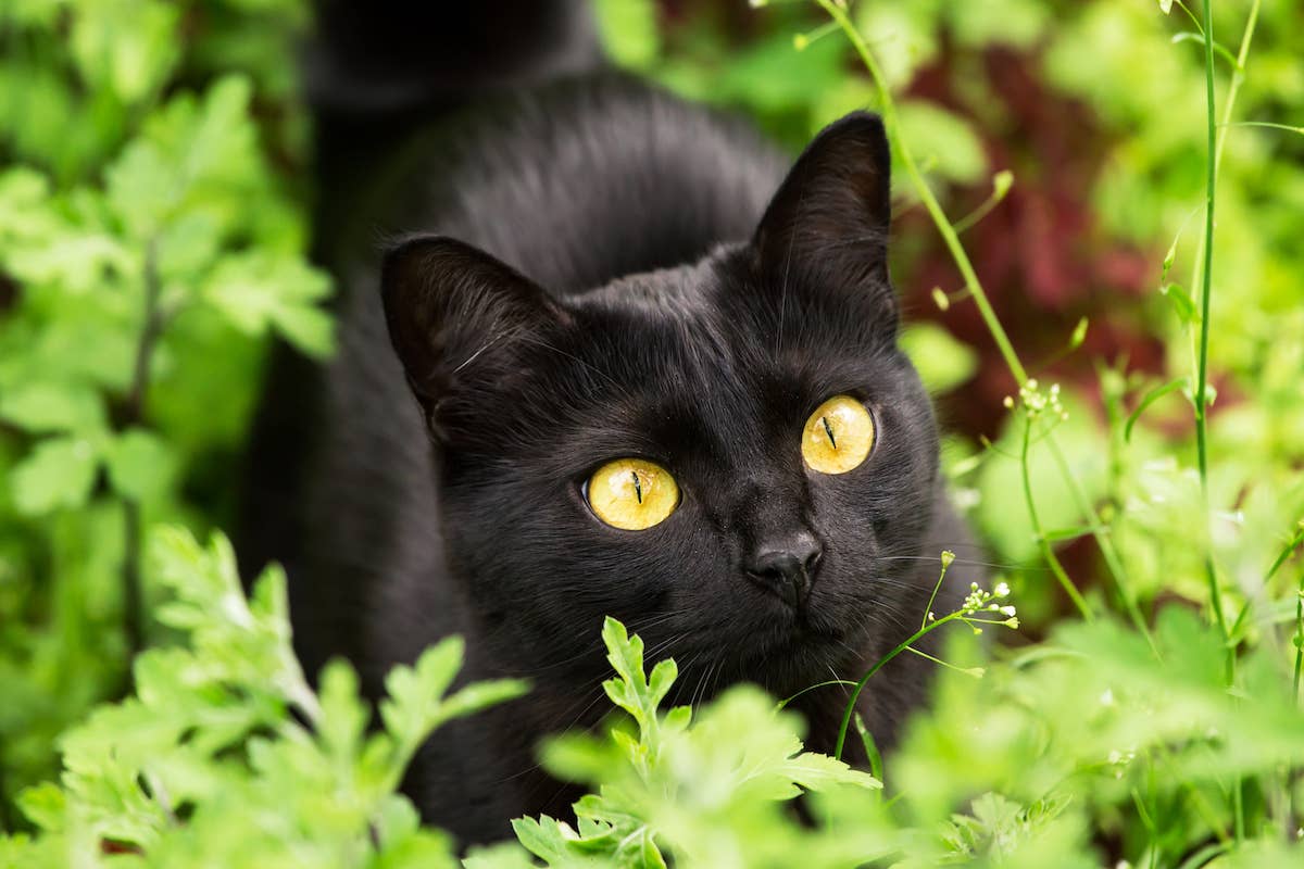 Black Cat's Hilarious Response to Seeing Stairs For the First Time Has ...