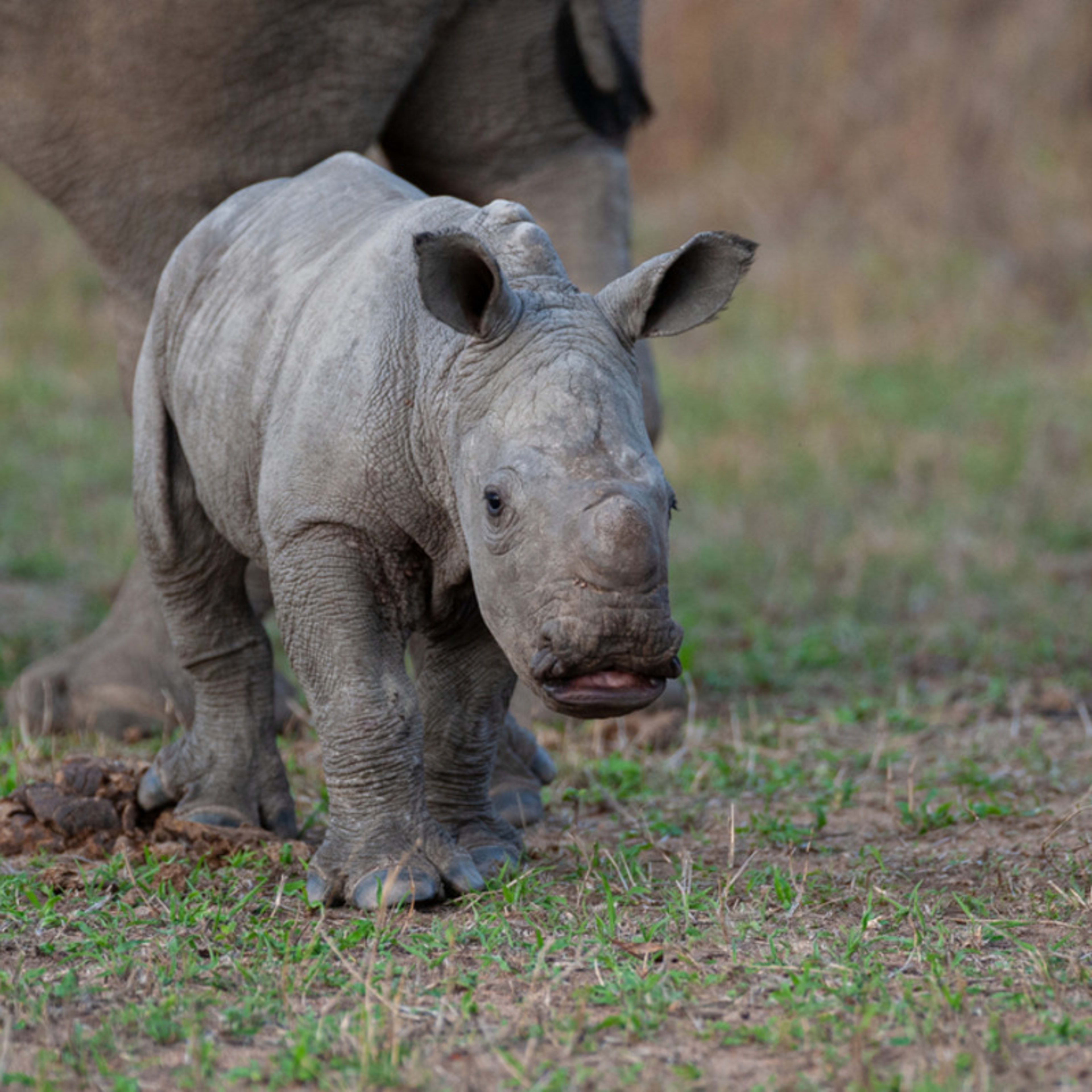 Memphis Zoo’s New Baby Giraffe Is as Rambunctious as a Toddler - PetHelpful