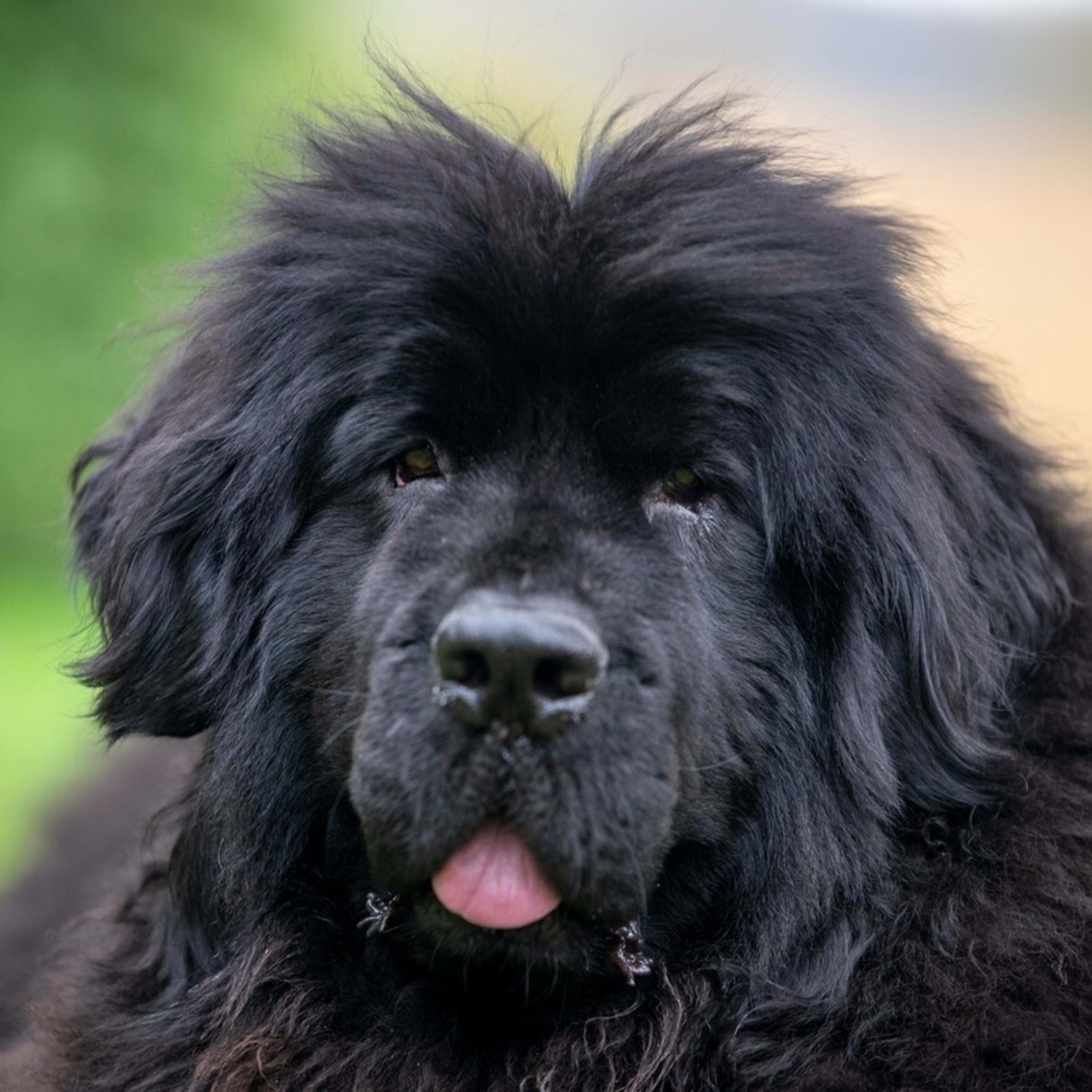 Giant Newfoundland Puppy Refuses To Stop ‘Making Biscuits’ With Stuffy ...