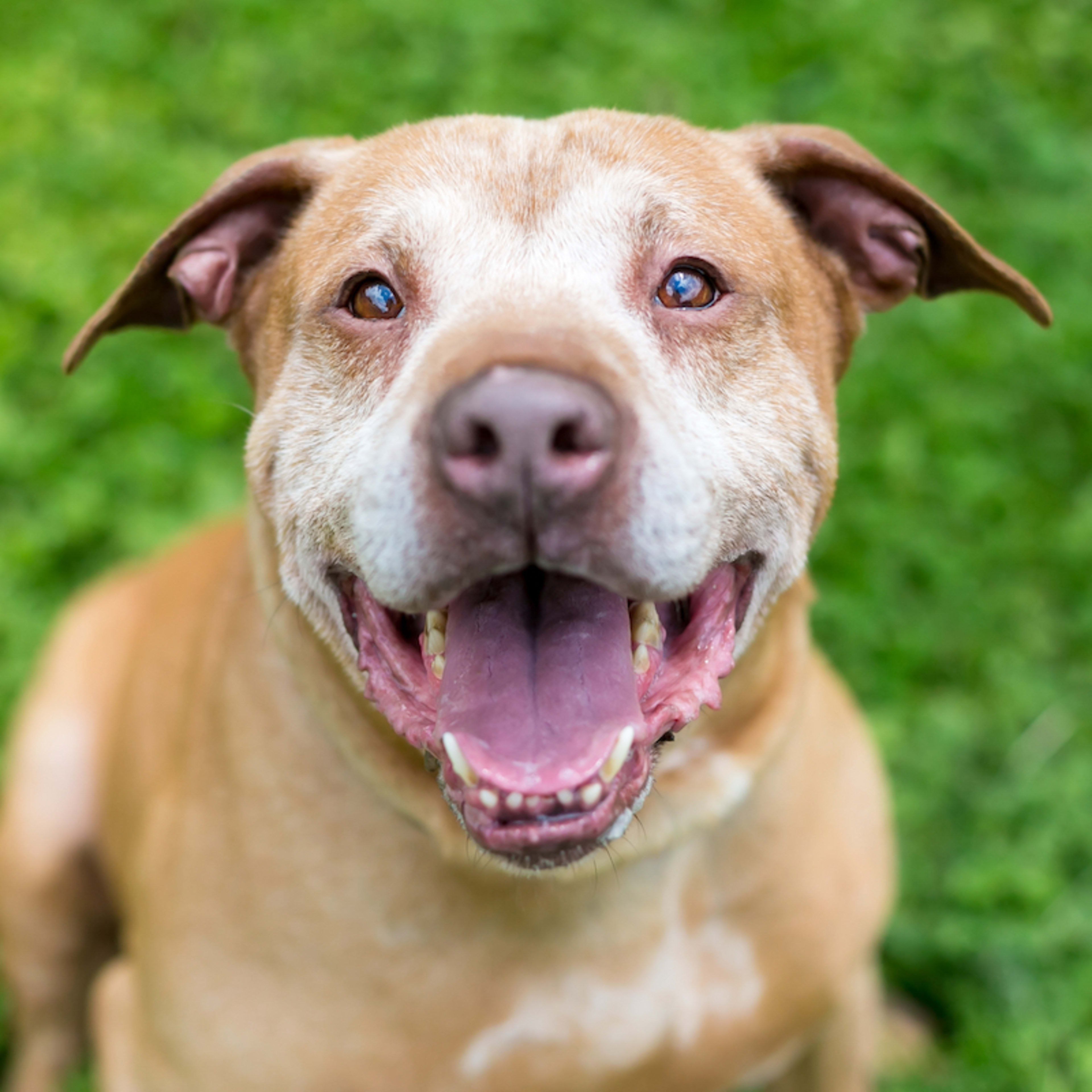 Senior Pit Bull Began to Age Backwards When Her Black Lab Puppy Sister ...