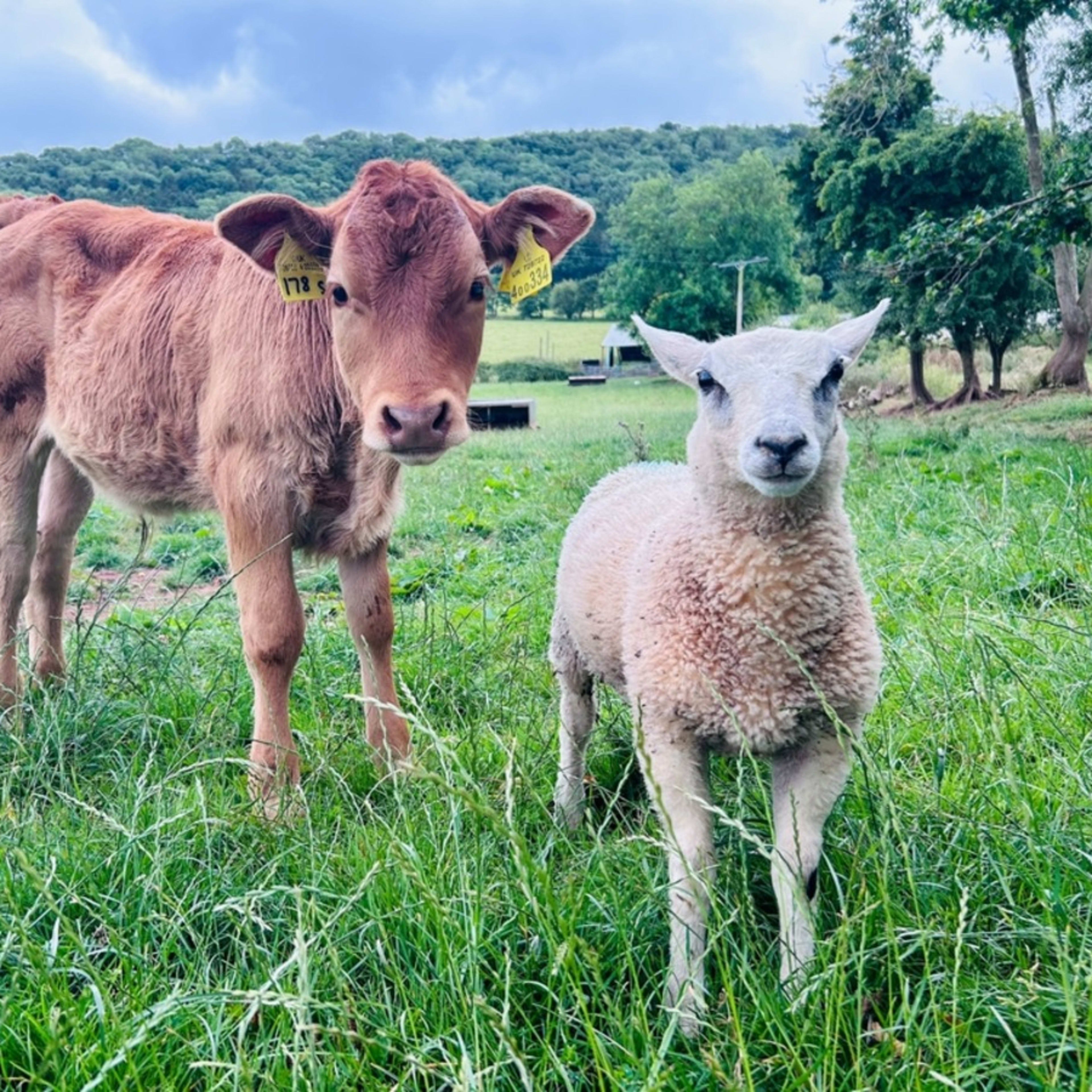 Watch This Joyful Polar Bear Roll Around in the Snow - PetHelpful