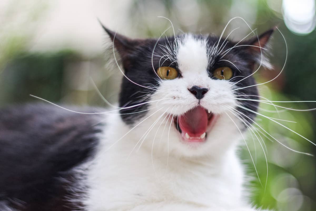 Tuxedo Cat Takes Off Running for His First 'Baby Steps' After Having ...