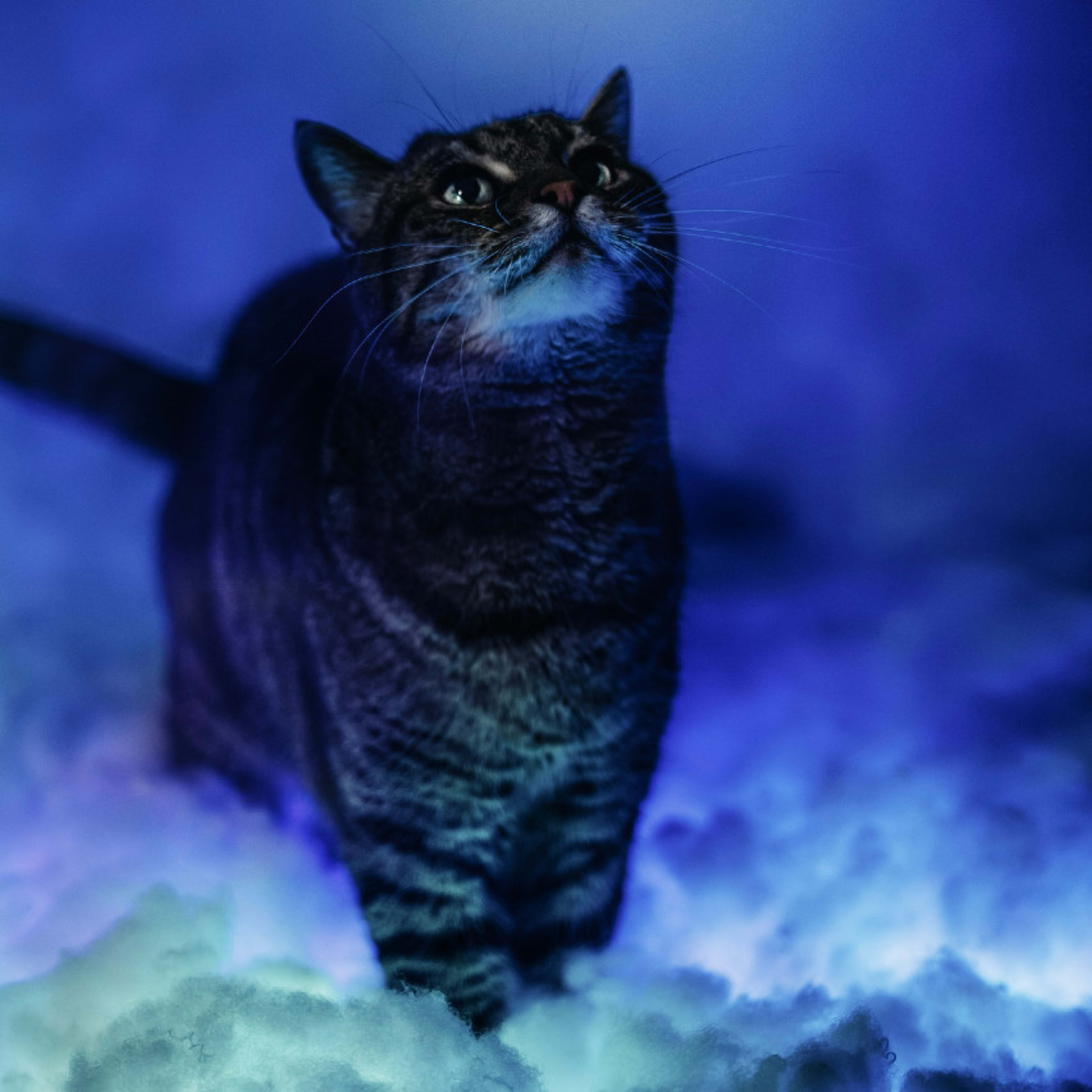 200+ Mystical, Magical and Mythical Cat Names - PetHelpful