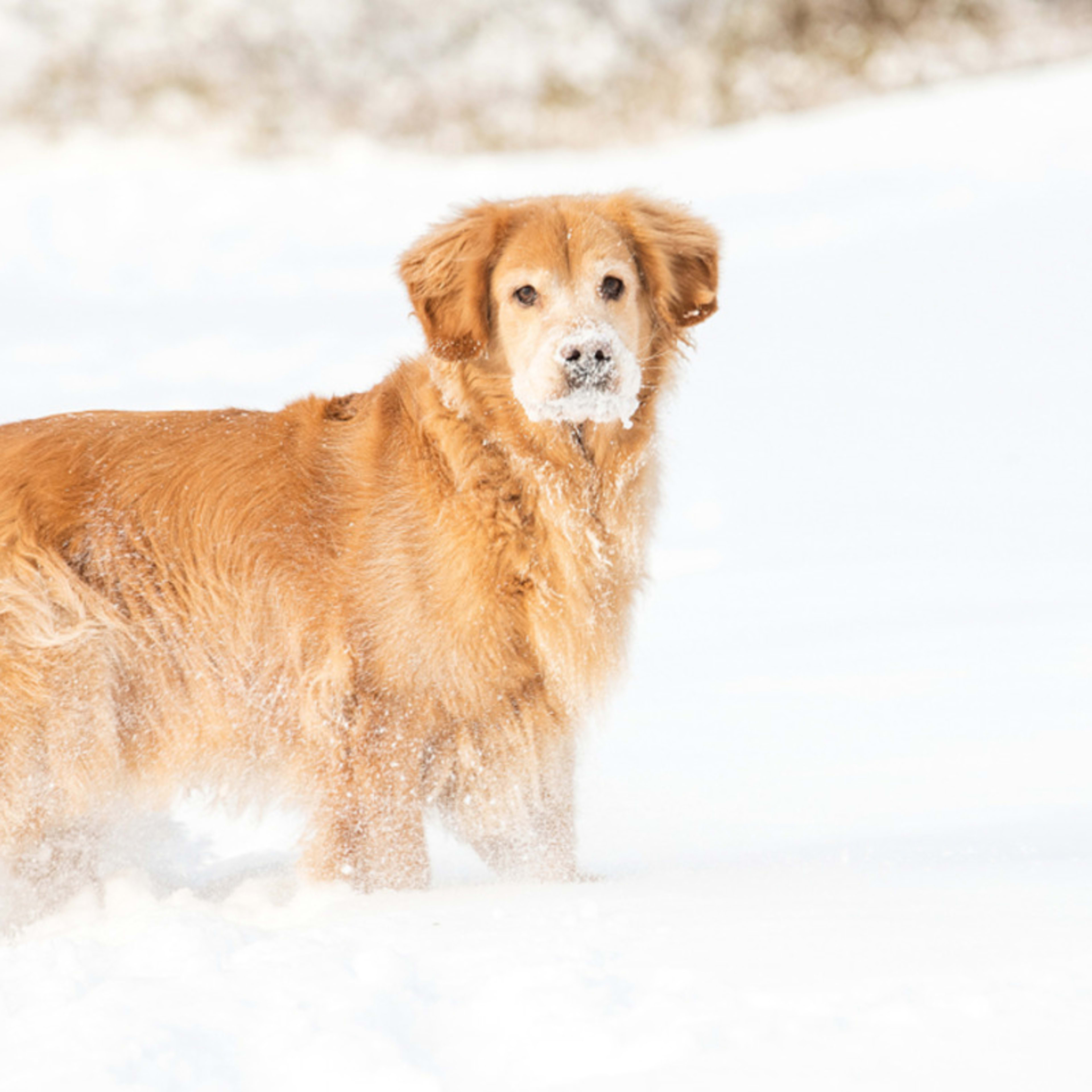 Soft Coated Wheaten Terrier: A Friendly and Devoted Irish Farm Dog ...