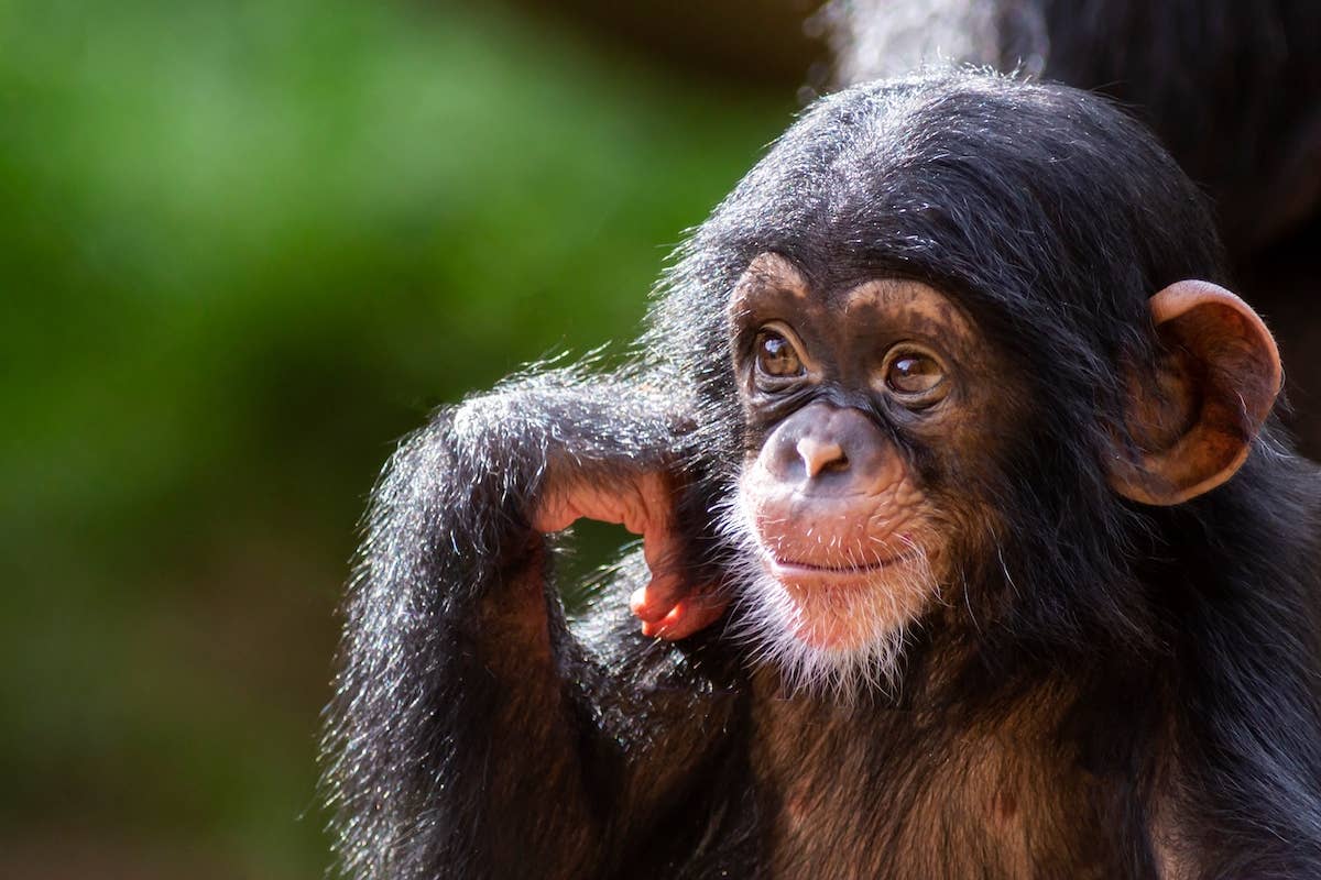 Baby Bonobo's Cozy Cuddles with Mom at Cincinnati Zoo Are Full of ...