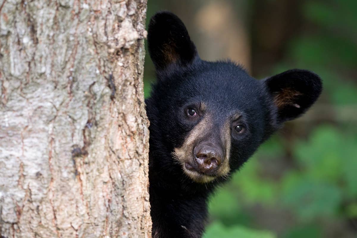 Moment Rescued Bear Family Takes First Steps Outside Has Us Crying ...