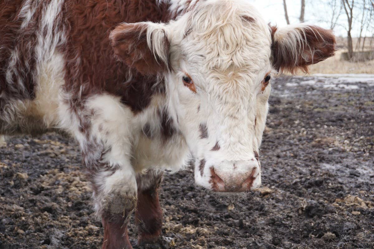 Photos of Fluffy Baby Cows Covered in Snow Are the Stuff of Winter ...