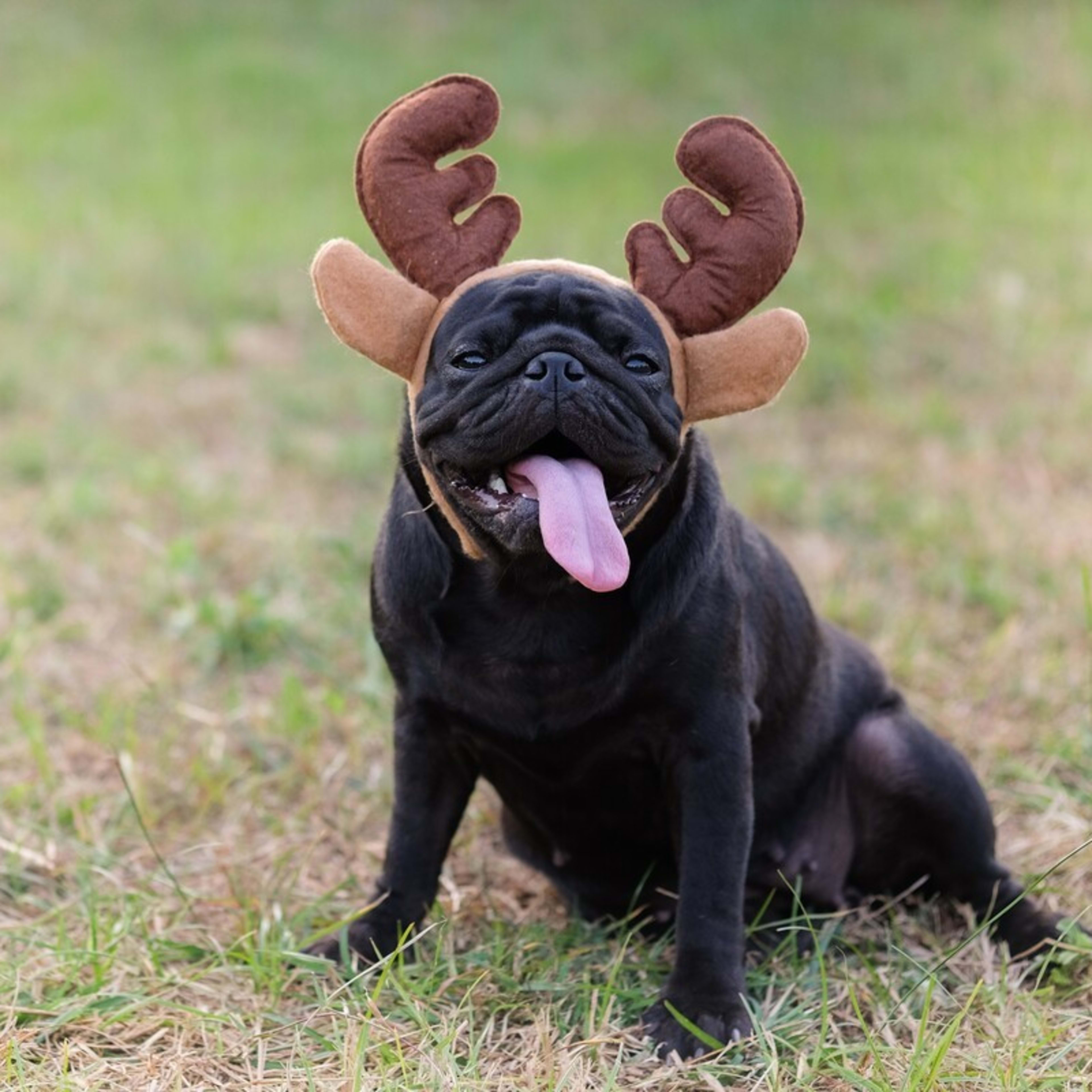 Orange Cat's Classic JCPenney Holiday Photoshoot Is Pure Gold - PetHelpful