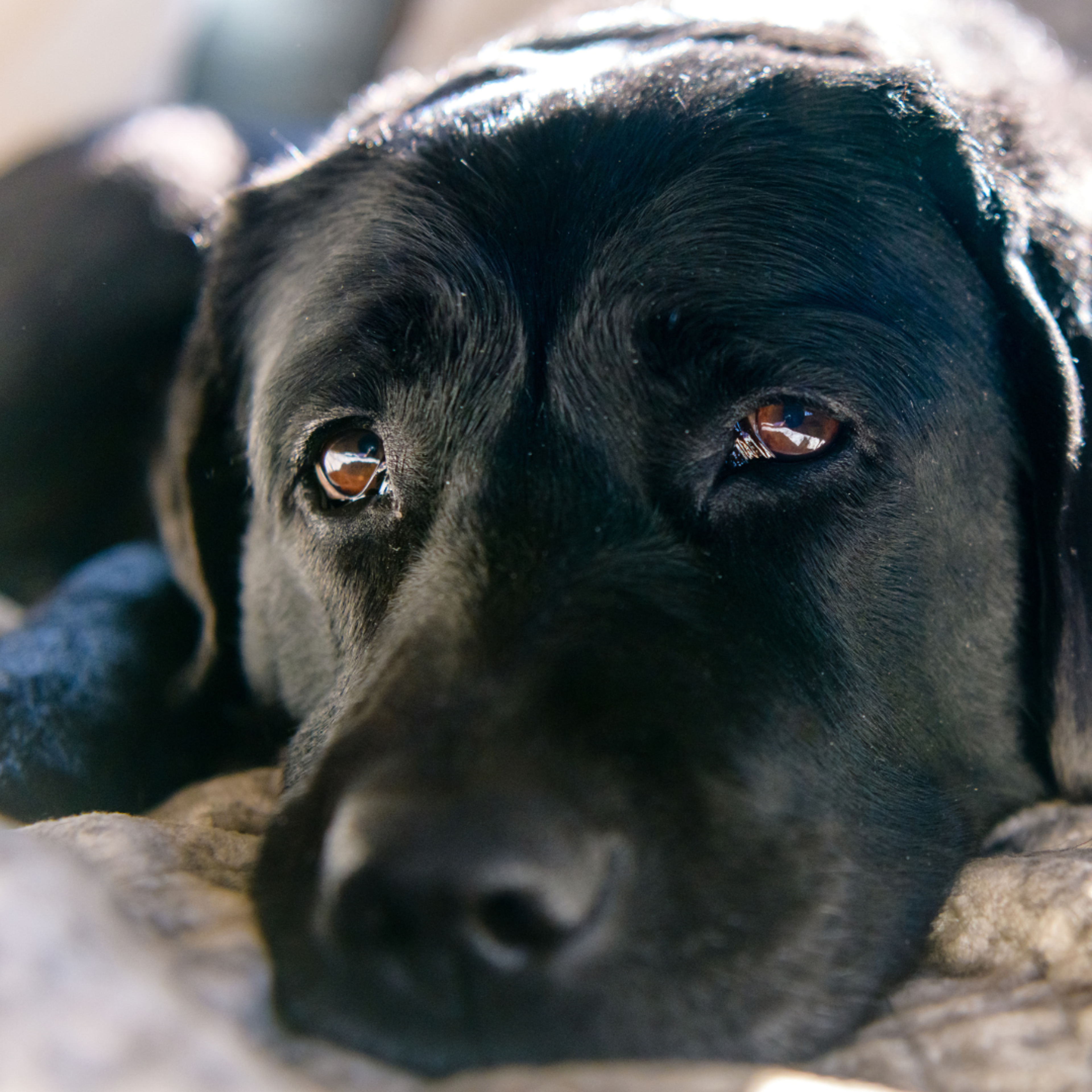 Black Labrador Retriever Is Feeling a Lazy Day and Has the Funniest Way ...