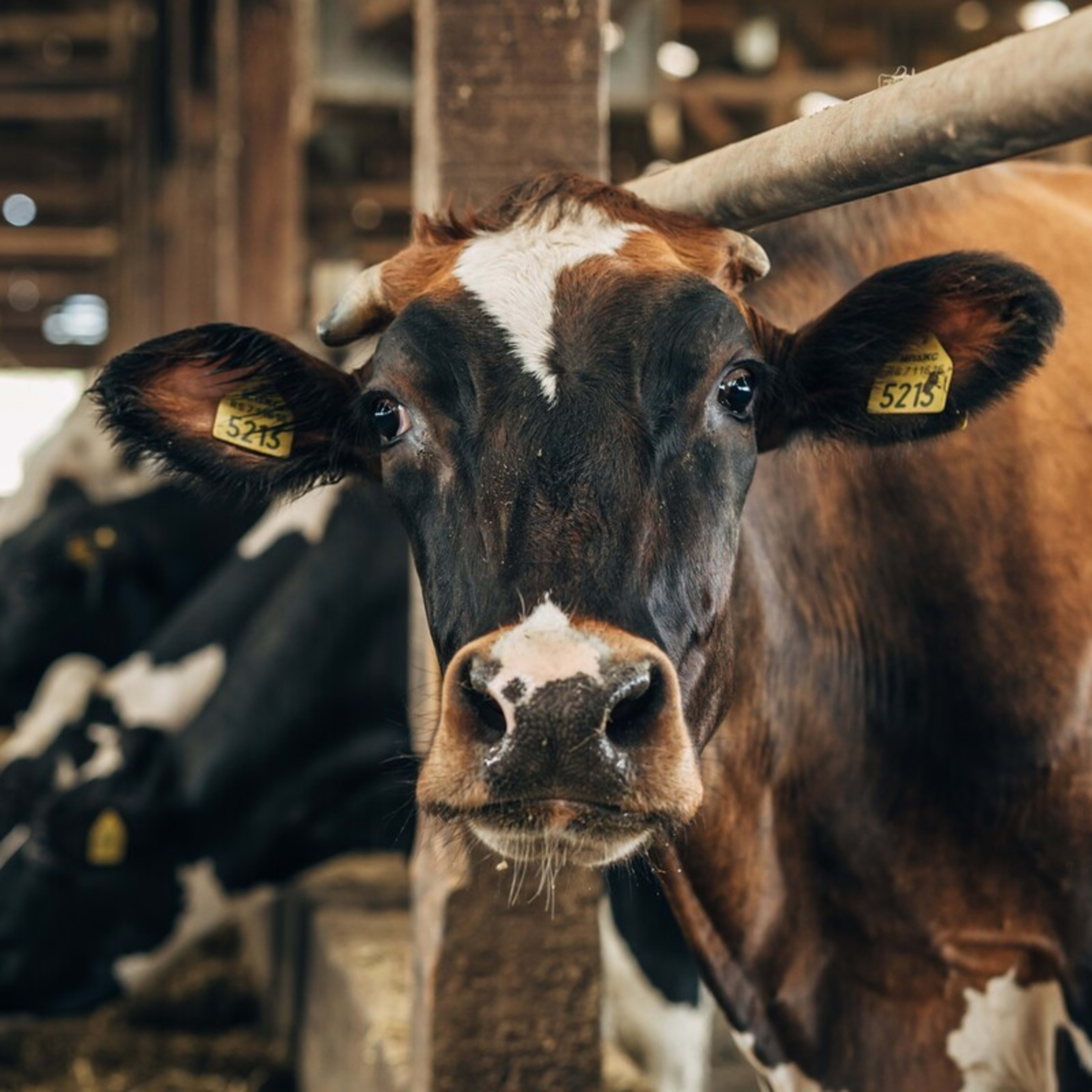 Hilariously Cranky Siamese Cat 'Summons Demons' When Mom Tries to Make ...