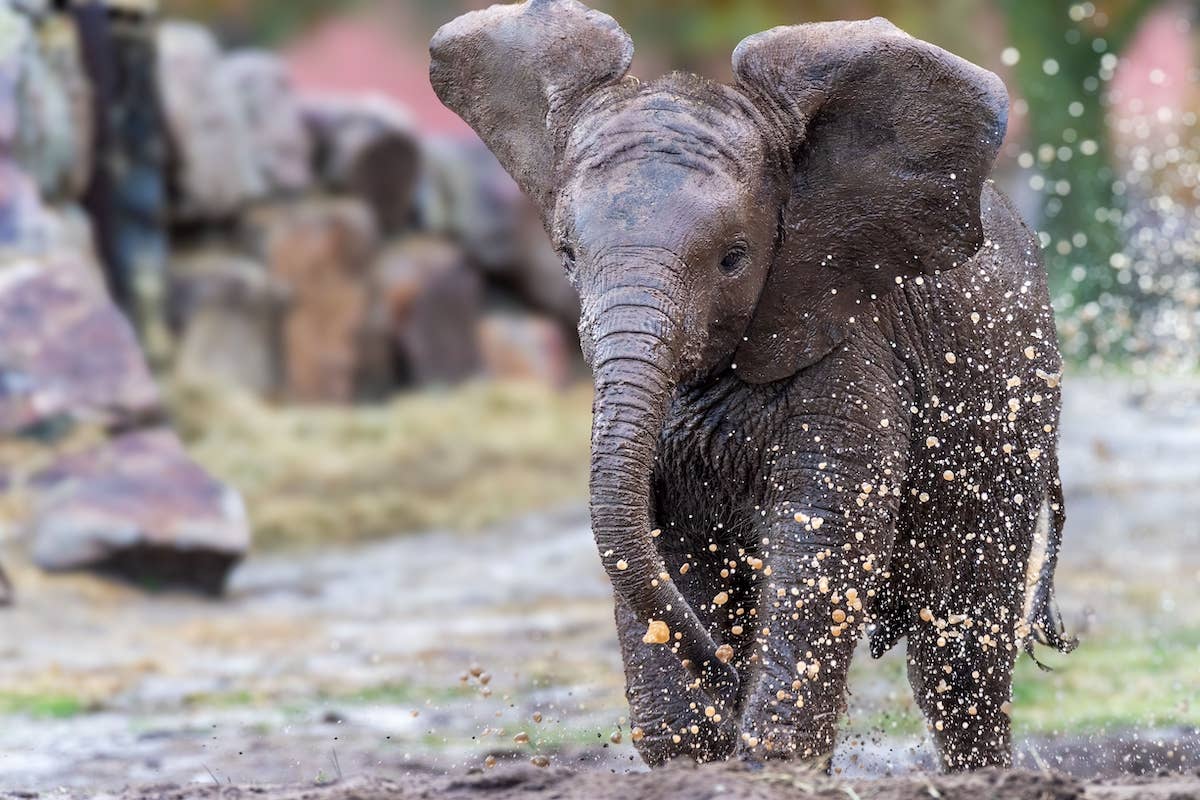 Baby Rhino Frolicking Like Puppy Is Moment of Pure Joy Everyone Needs ...