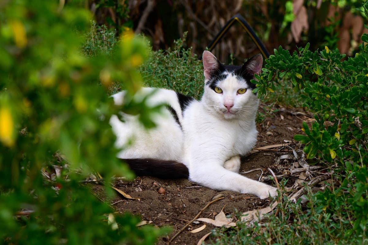 Special Senior Cat With Rare Medical Condition Baffles Viewers with His ...
