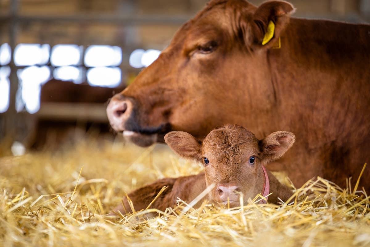 Baby Highland Cow Nicknamed 'Fluff Monster' Totally Lives Up to the ...