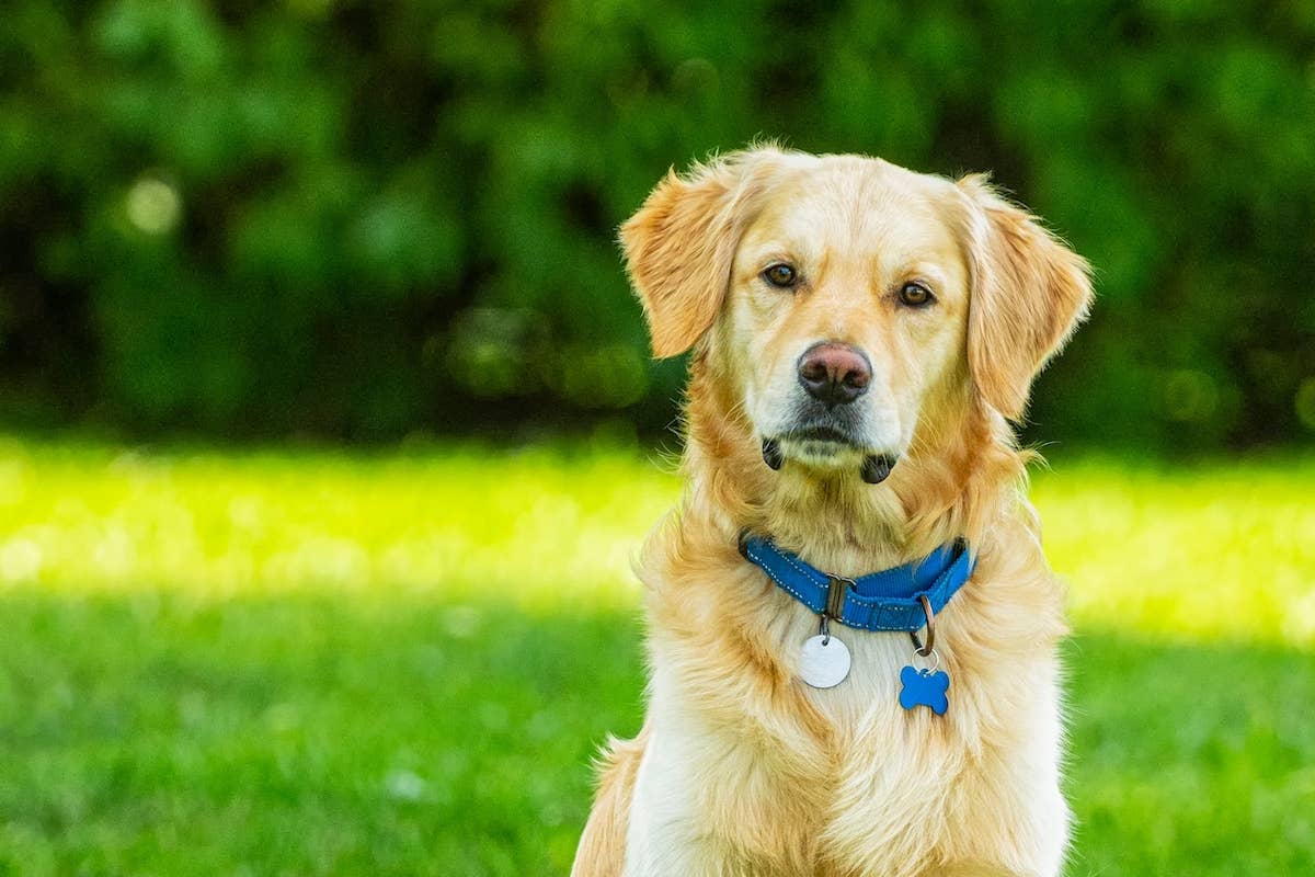 Which Dogs Drool the Most? Top 8 Most Slobbery Breeds - PetHelpful