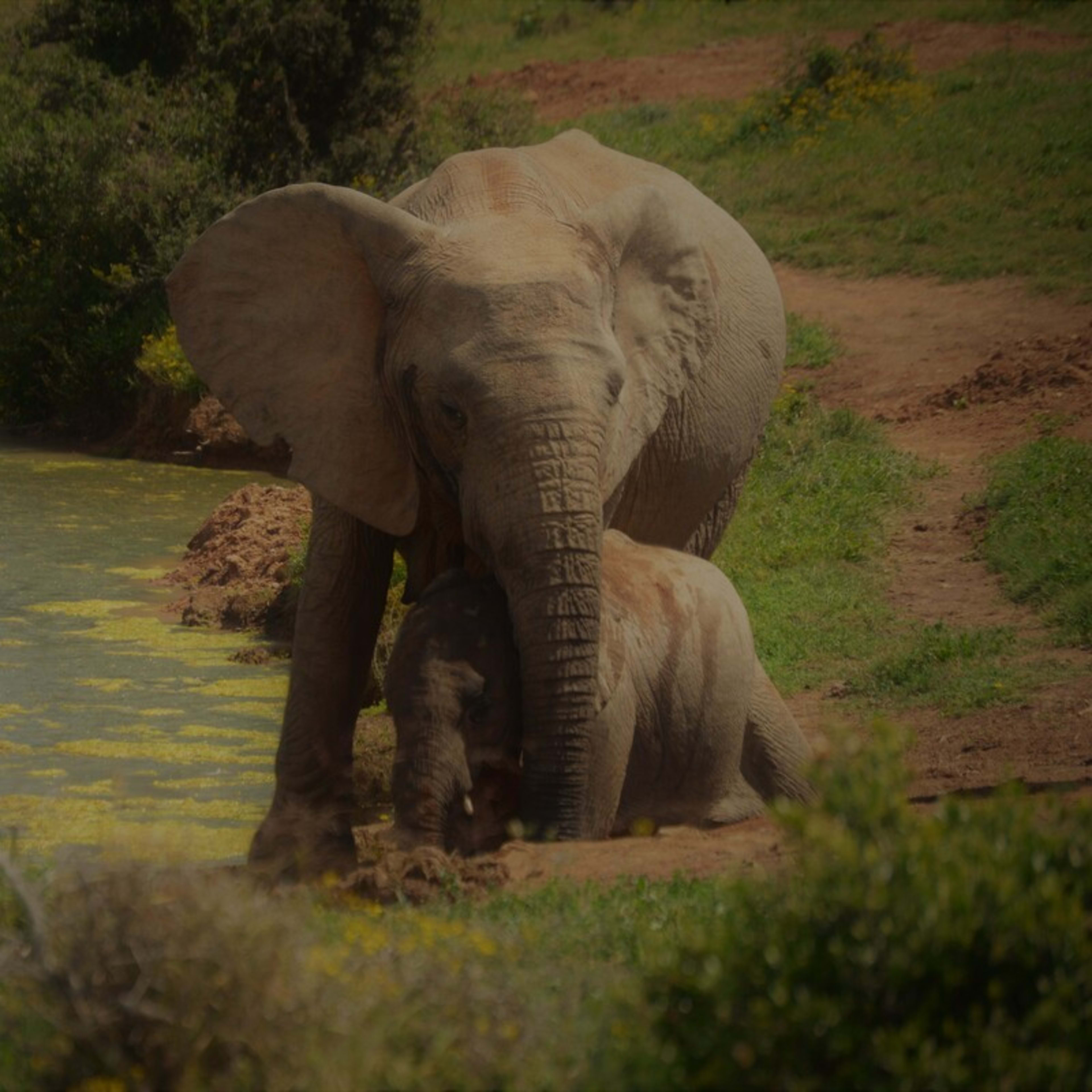 Mother Elephant’s Heroic Rescue of Baby Drowning in Raging River Has ...